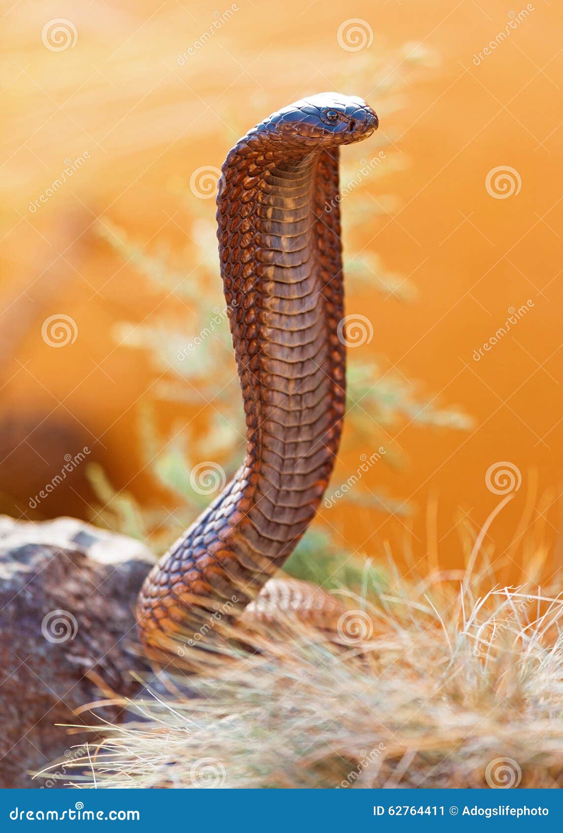 Venomous Cobra on Rock stock image. Image of danger, cobra - 62764411