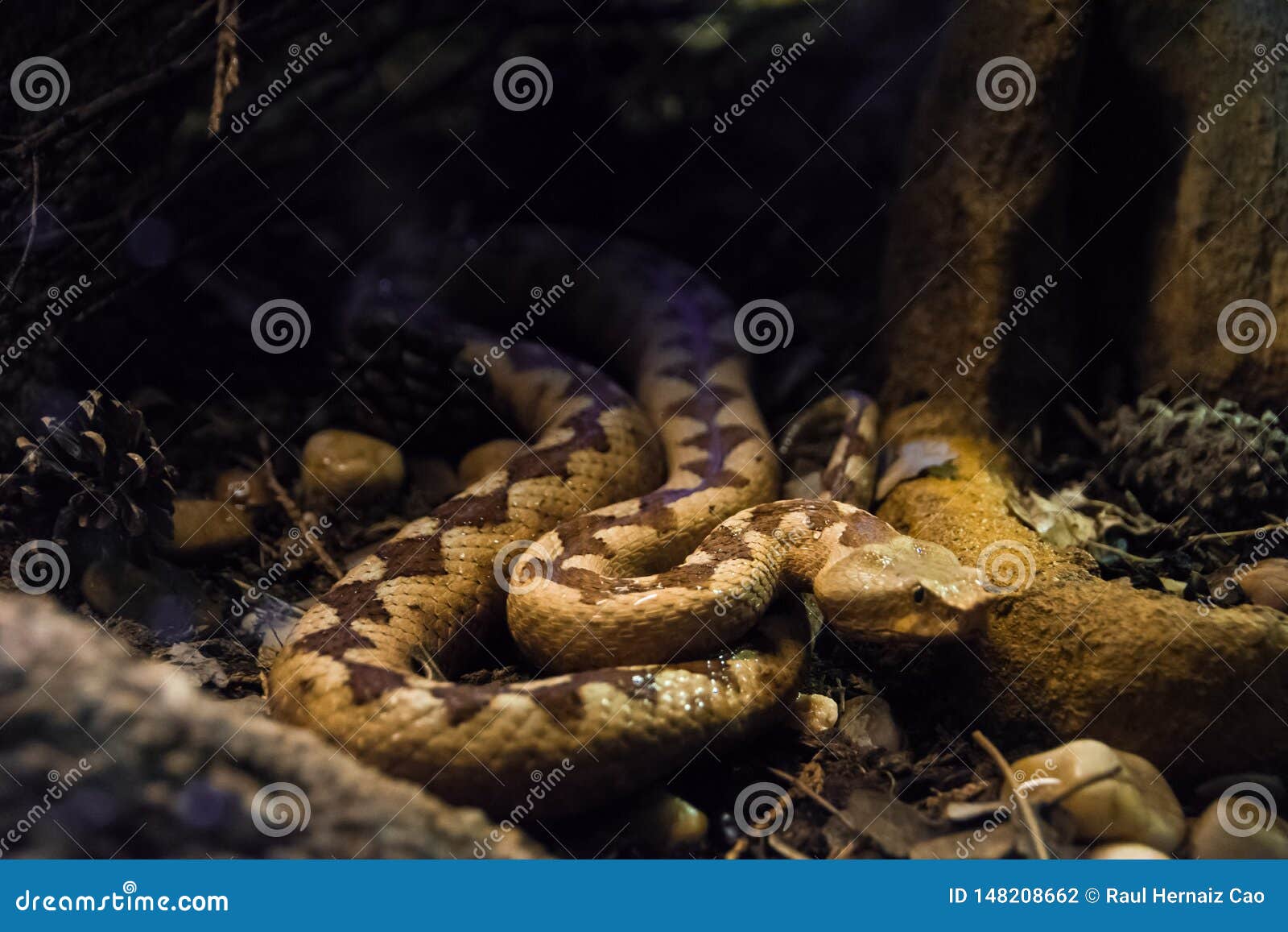 Venomous Desert Horned Viper Snake in the Dark Editorial Photography ...
