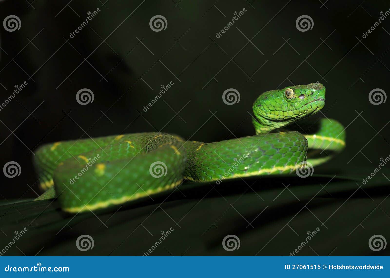 Venomous Green Tree Pit Viper, Costa Stock Image - Image of rainforest ...