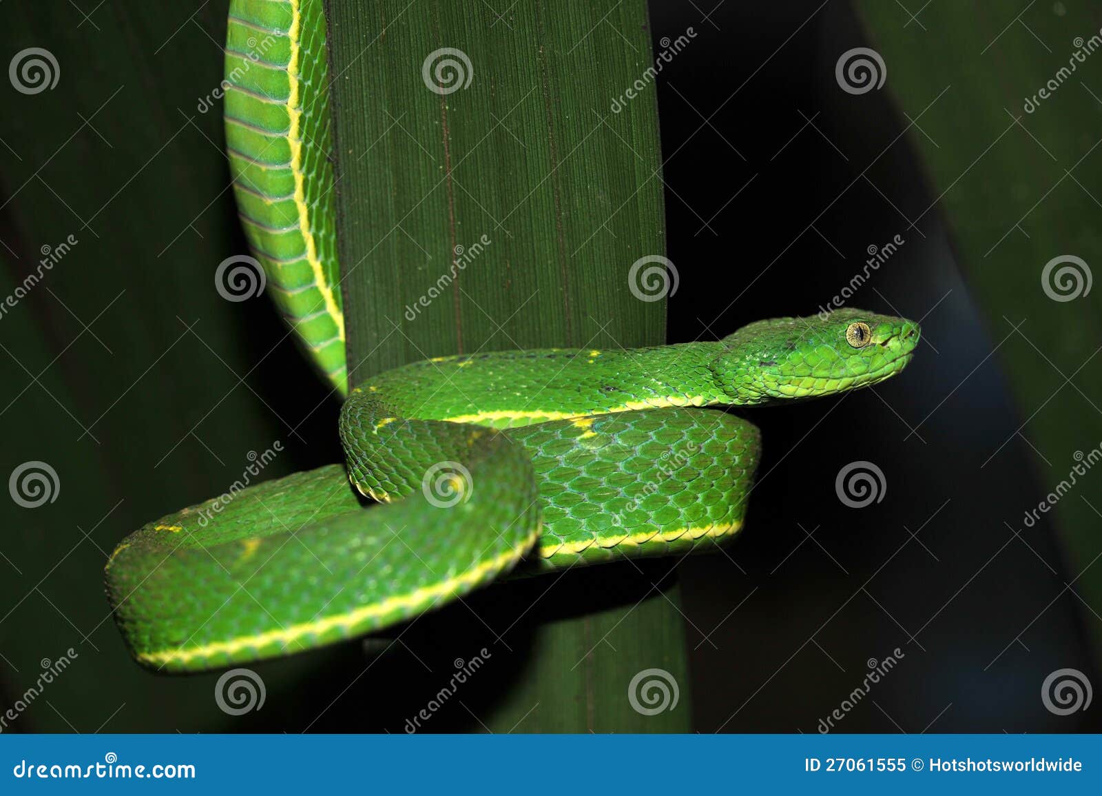 Venomous Green Tree Pit Viper, Costa Stock Image - Image of nature ...
