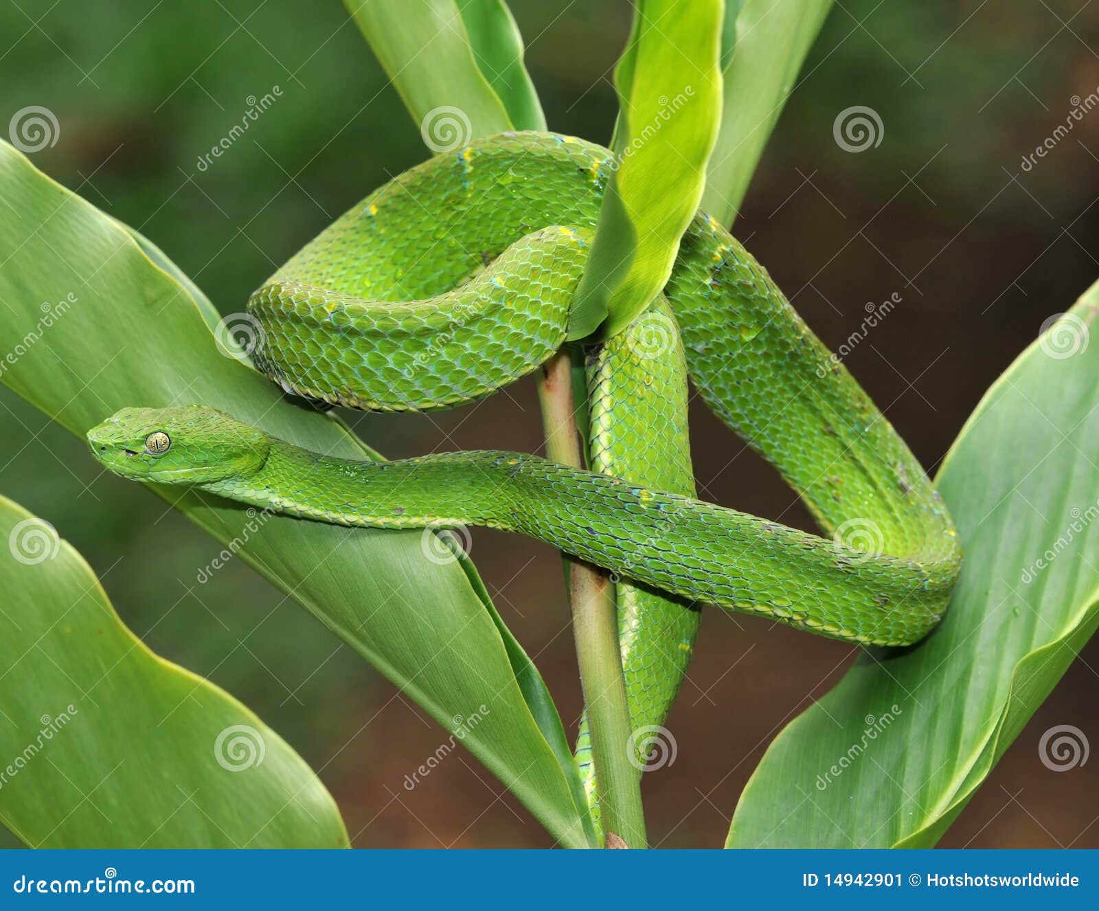 Green Tree Viper