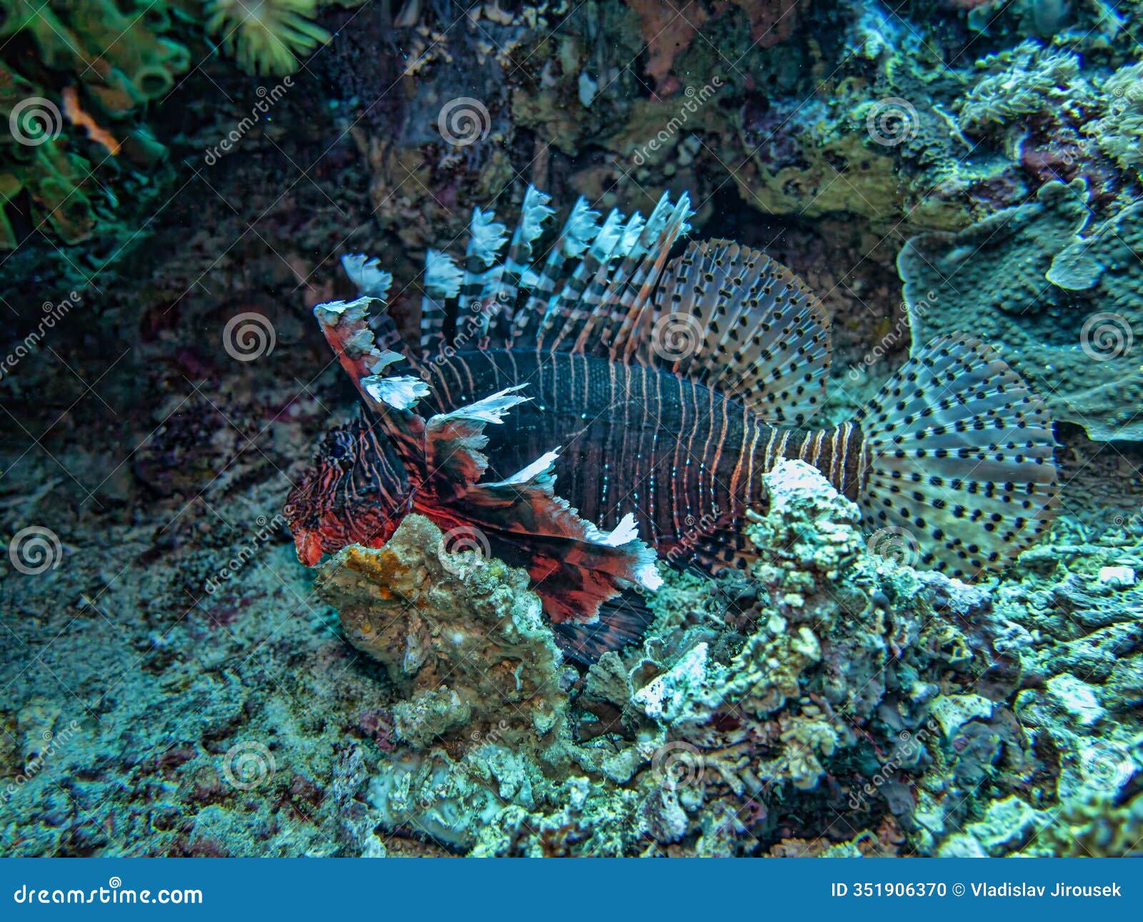 A Venomous Lionfish, Pterois, With Its Spiky Fins Stock Image ...