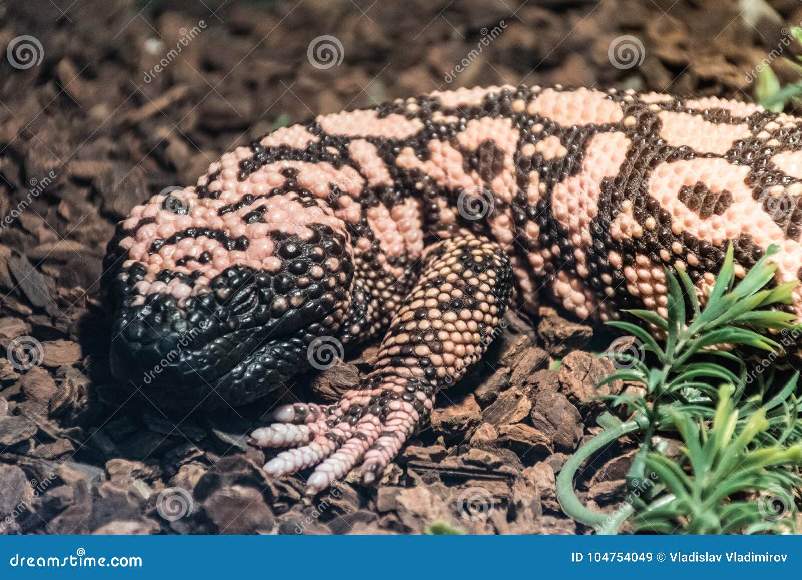 A Venomous Lizard Lying on the Ground, Facing the Viewer Stock Image ...