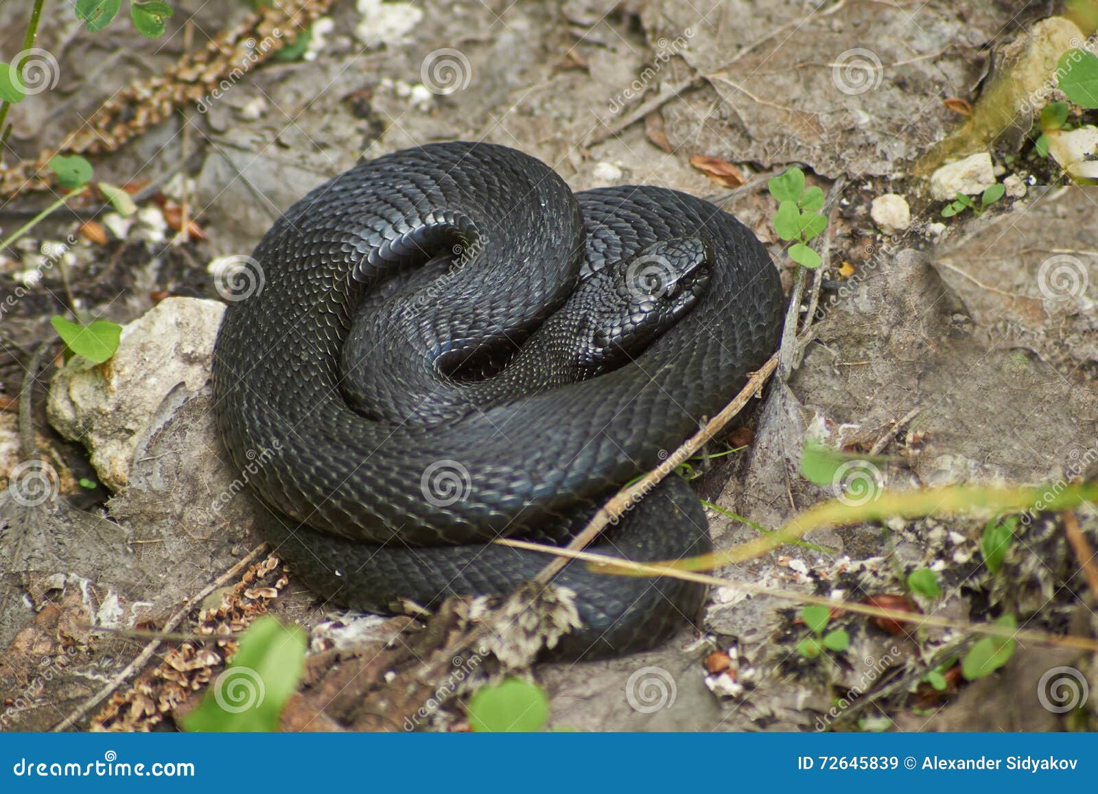 Venomous Snake Black Forest Viper. Stock Image - Image of couleuvre ...