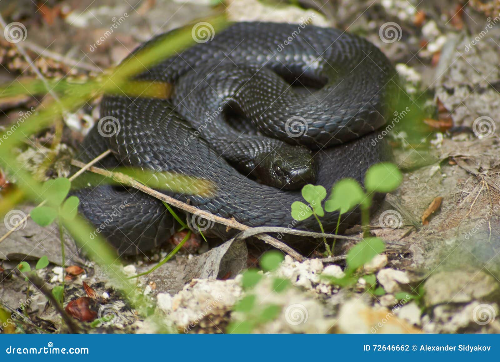 Venomous Snake Black Forest Viper. Stock Photo - Image of rippled ...