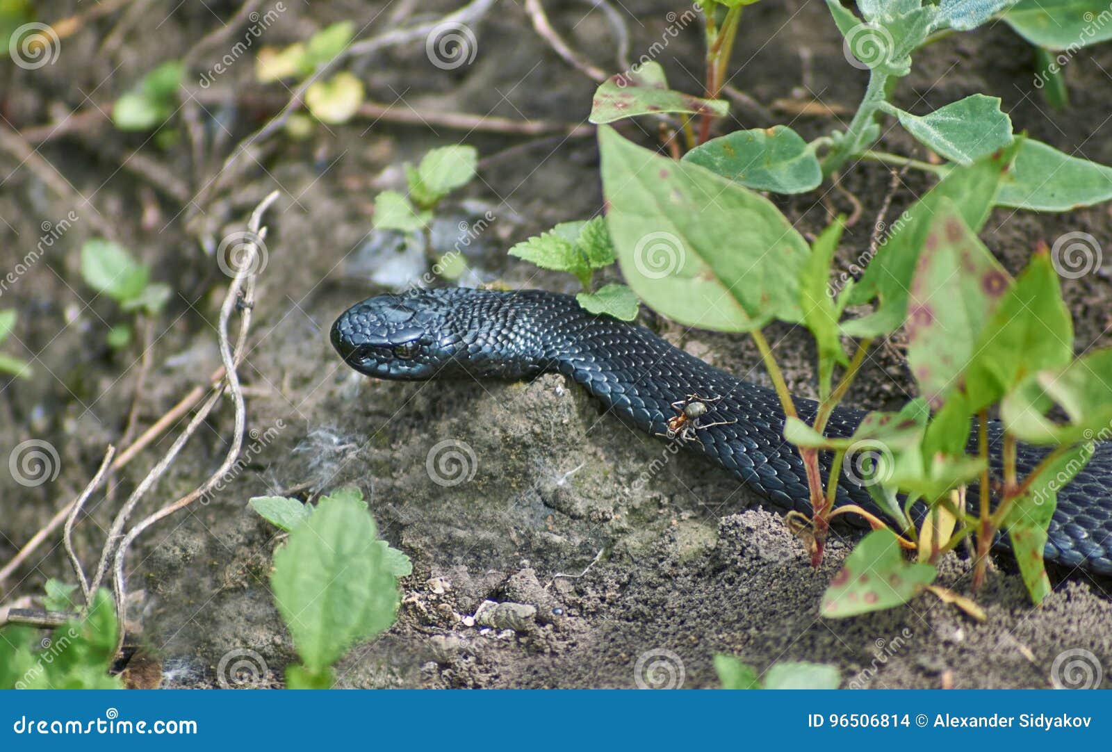 Venomous Snake Black Forest Viper. Stock Photo - Image of organism ...
