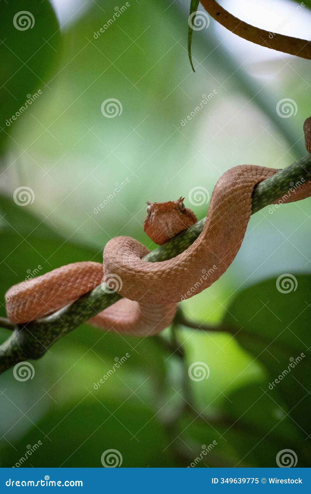 Snake In Jungle Royalty-Free Stock Photography | CartoonDealer.com ...