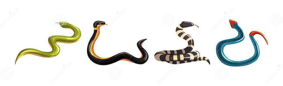 Venomous Snake and Serpent of Different Type Vector Set Stock ...
