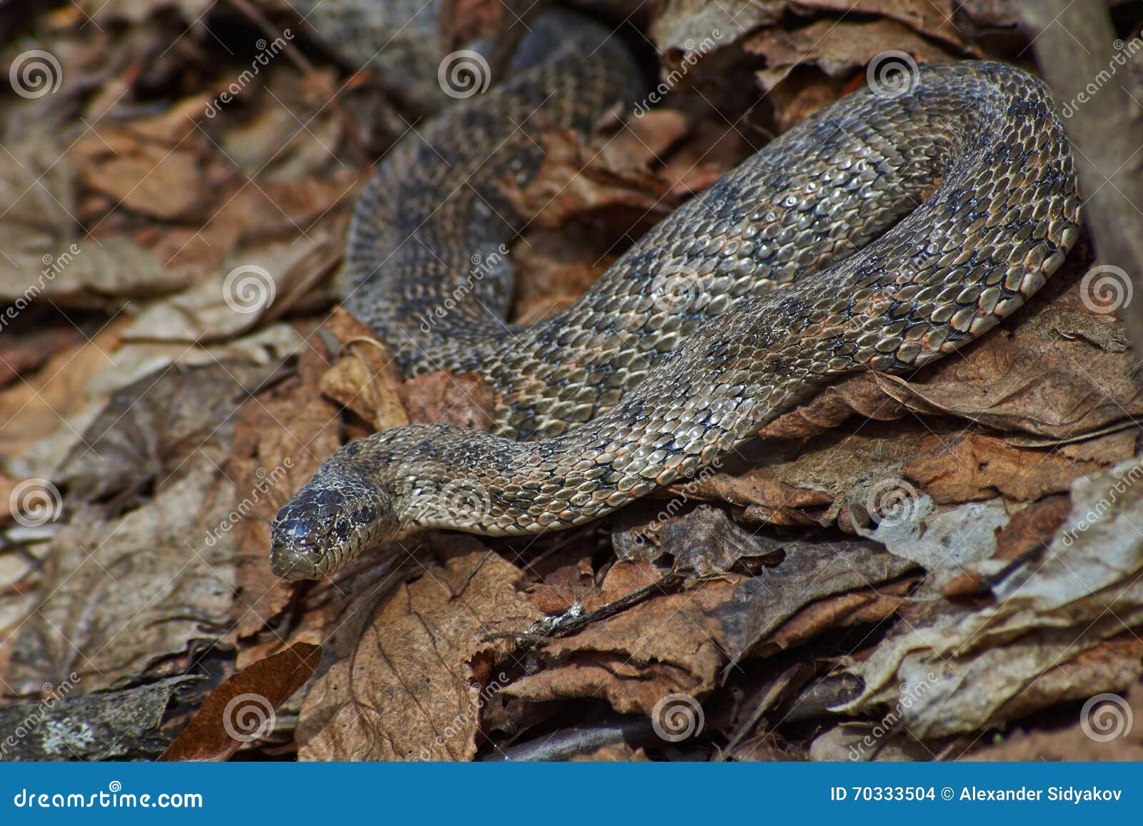 Venomous Snake Steppe Viper. Stock Photo - Image of hungry, area: 70333504