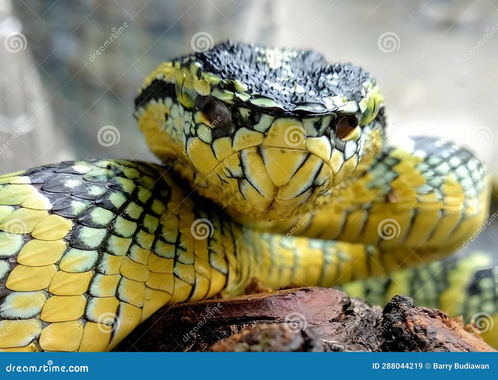 Venomous Snakes Its a Beautiful Stock Image - Image of snakes, beutigul ...