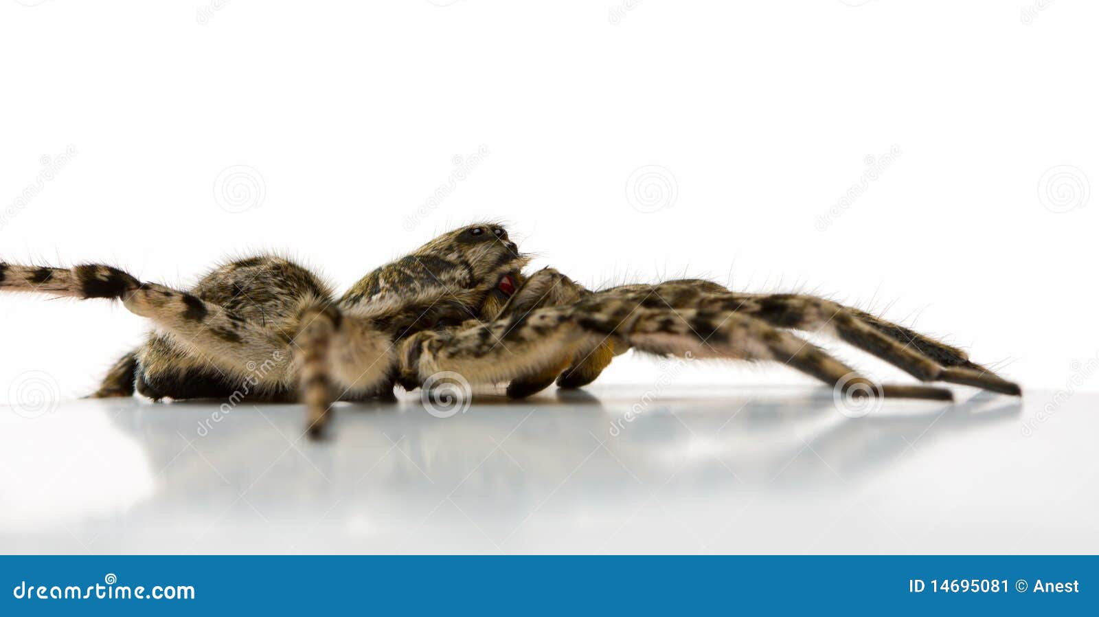 Venomous spider tarantula stock image. Image of monster - 14695081