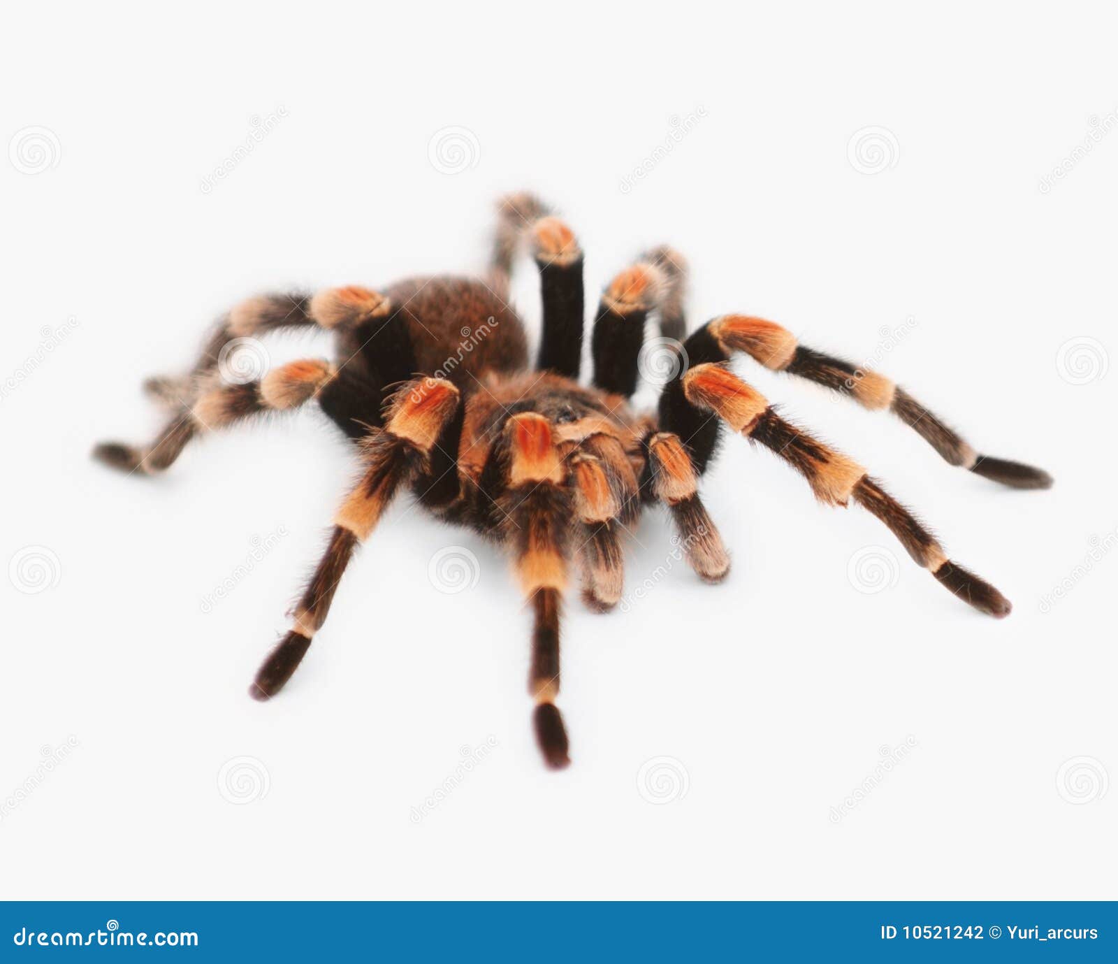 Venomous Tarantula Isolated Against Stock Photo - Image of aggressive ...
