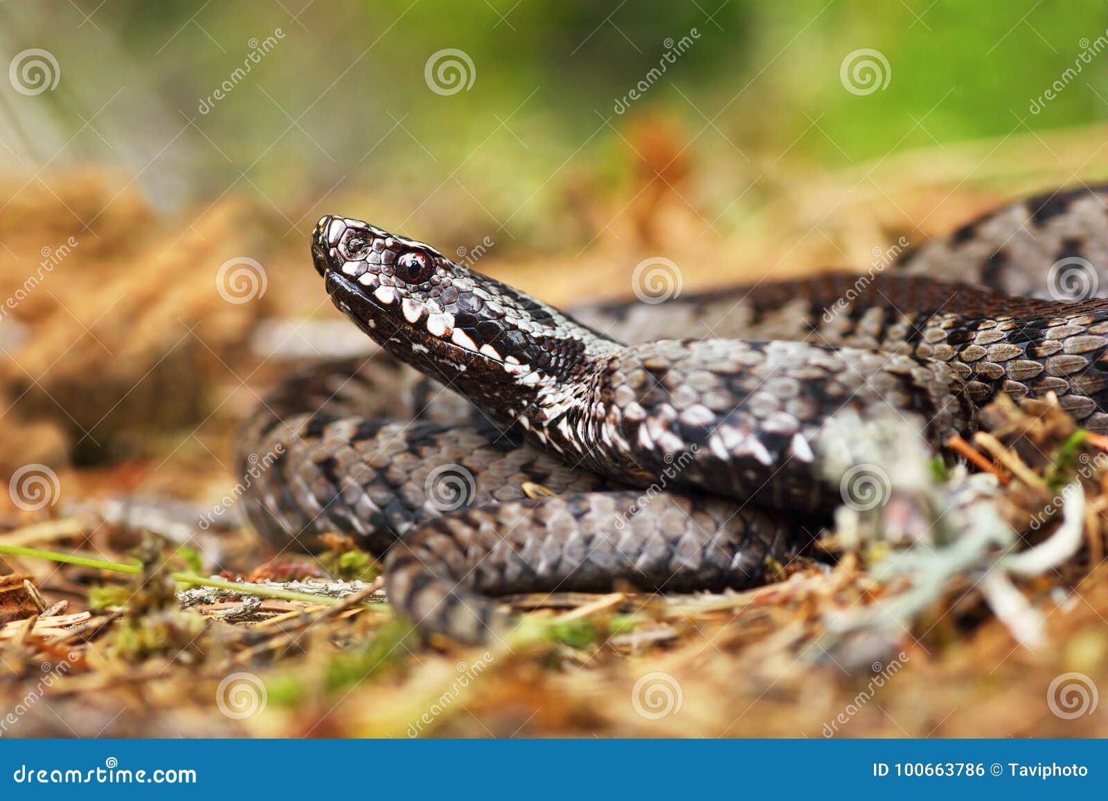Venomous Viper on the Ground Stock Photo - Image of poikilothermic ...