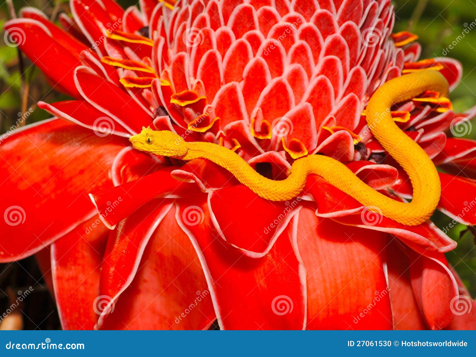 Venomous Yellow Eyelash Pit Viper, Costa Ri Stock Photo | CartoonDealer ...