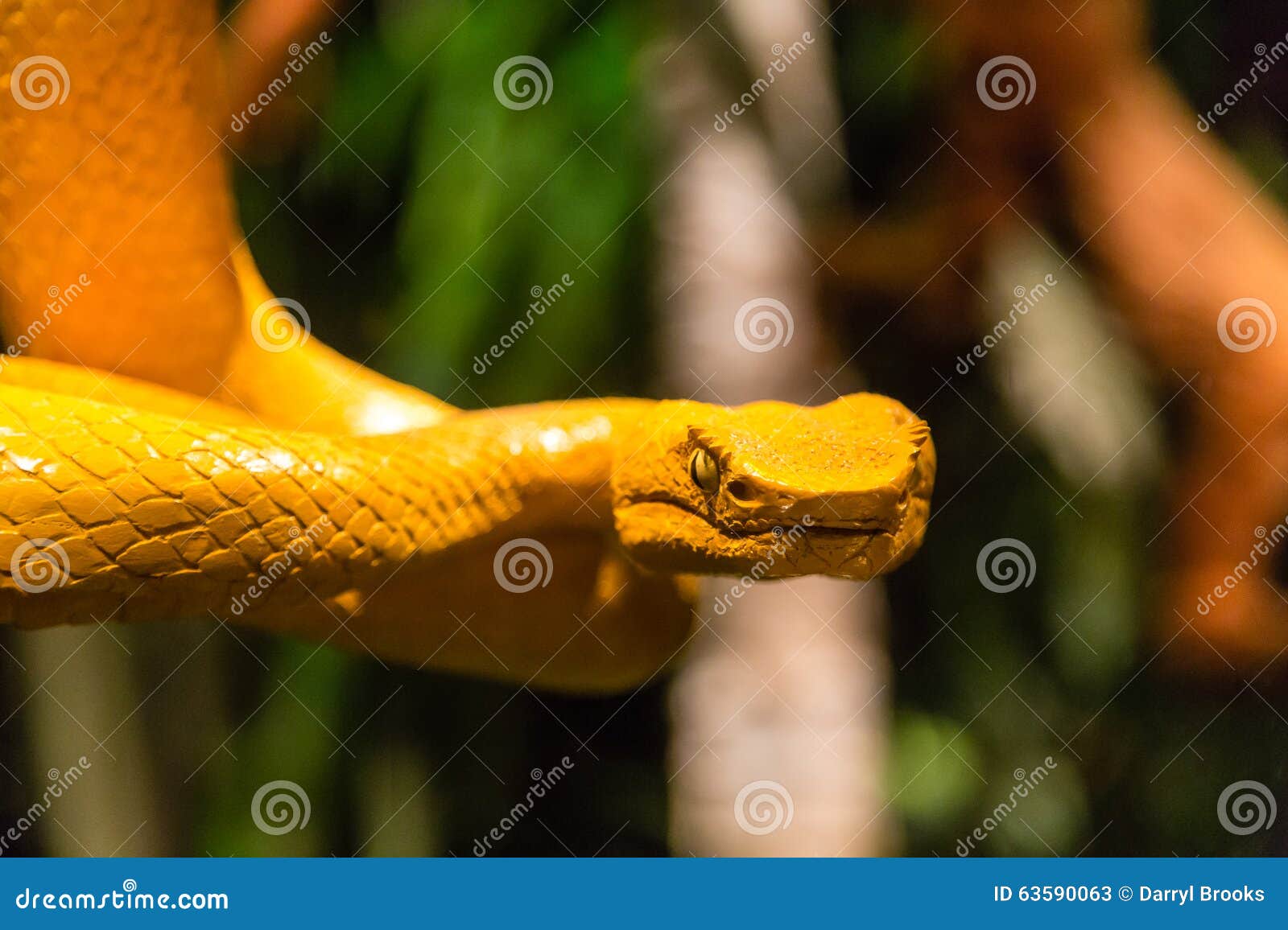 Venomous Yellow Viper stock image. Image of poisonous - 63590063