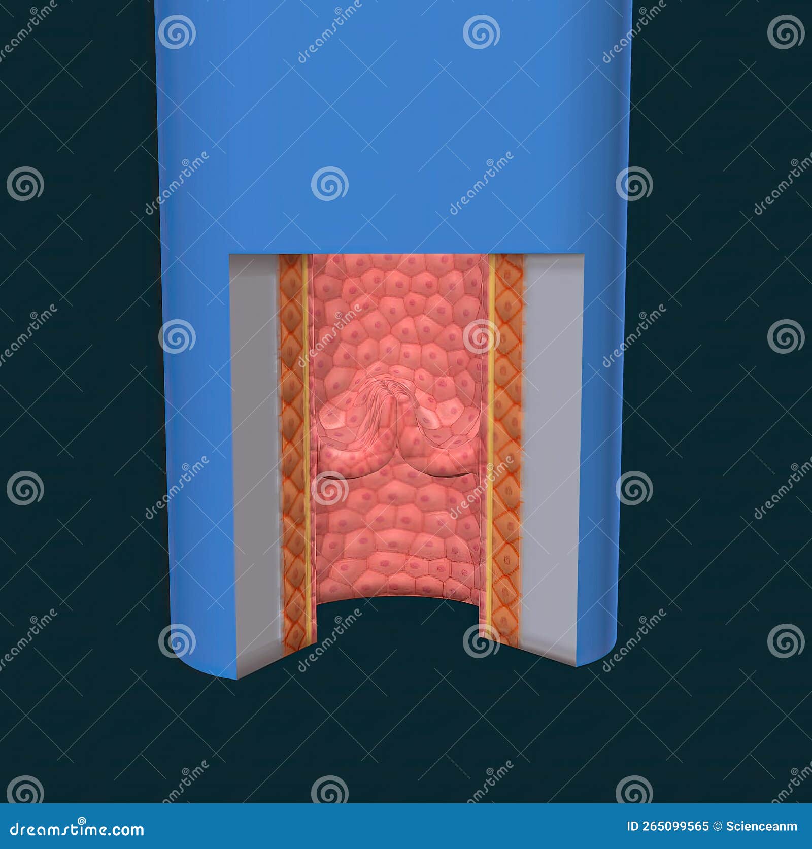 Venous Valves Work in Conjunction with the Musculoskeletal System Stock ...