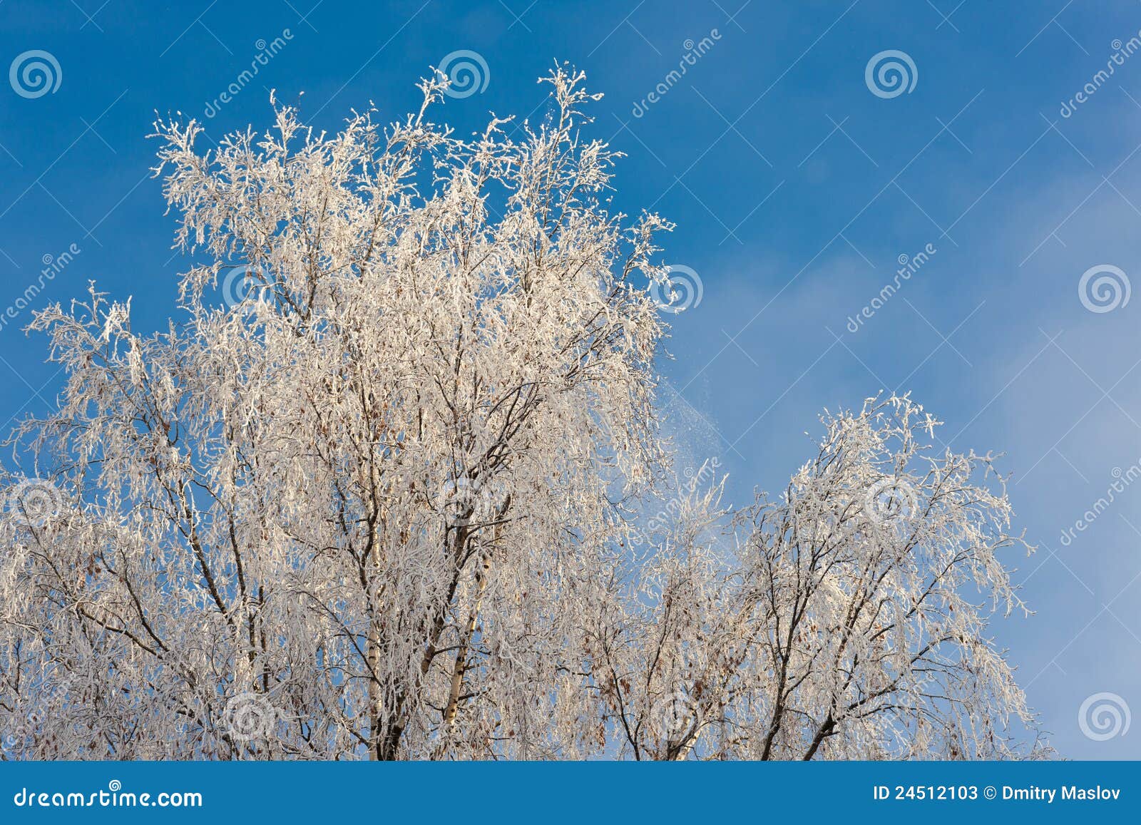 Vent froid image stock. Image du ciel, branchement, sunlight - 24512103