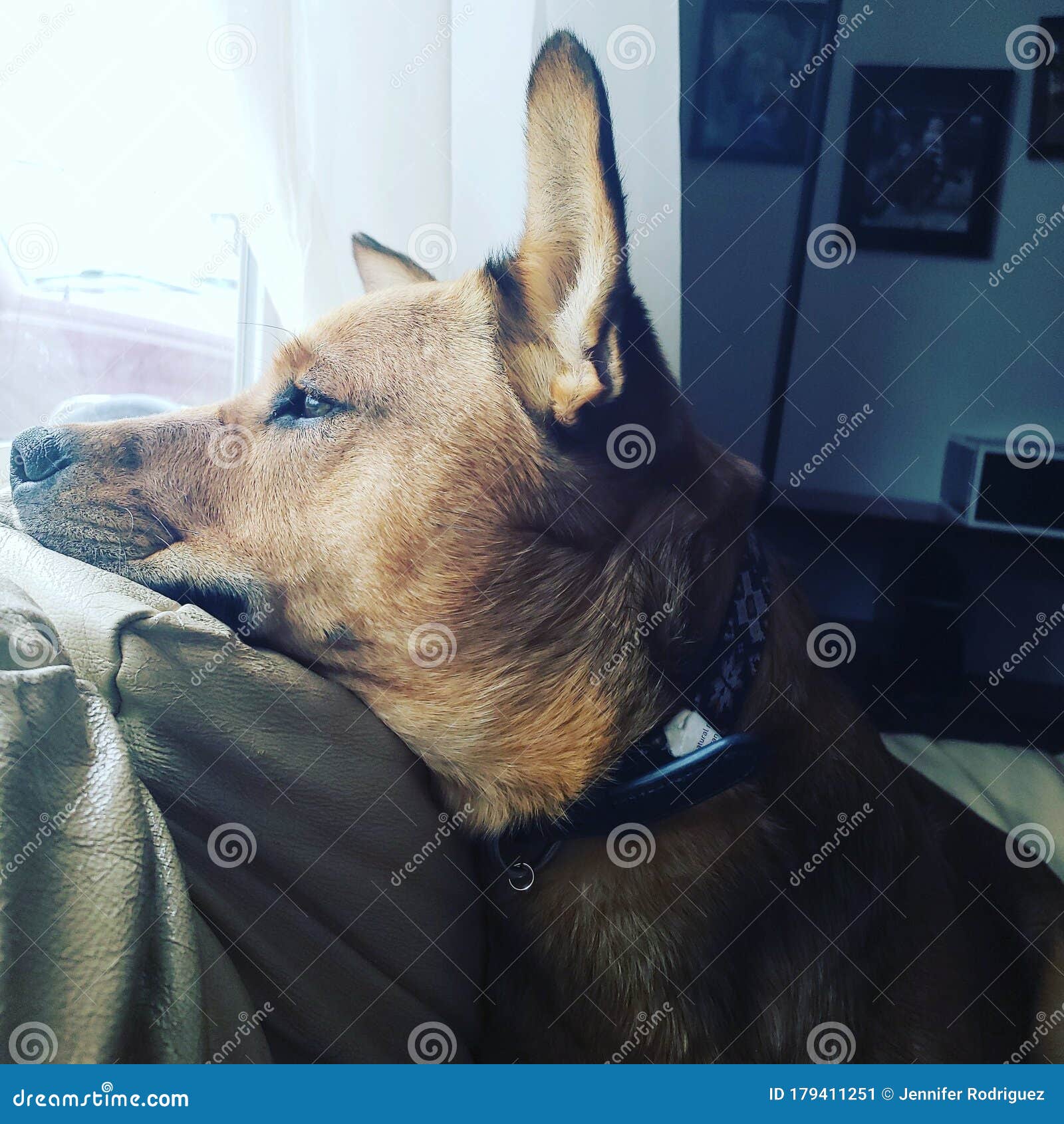 Ventana De Perro Esperando a Las Mascotas De Amor Imagen de archivo ...