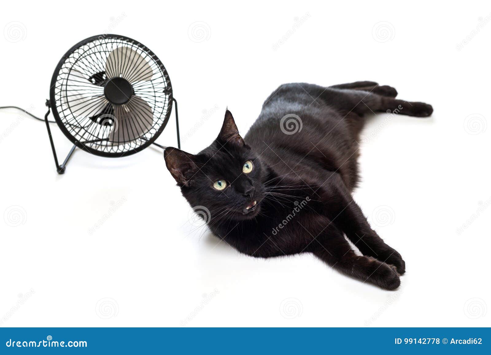 Ventilator en zwarte kat stock foto. Image of stijlvol - 99142778