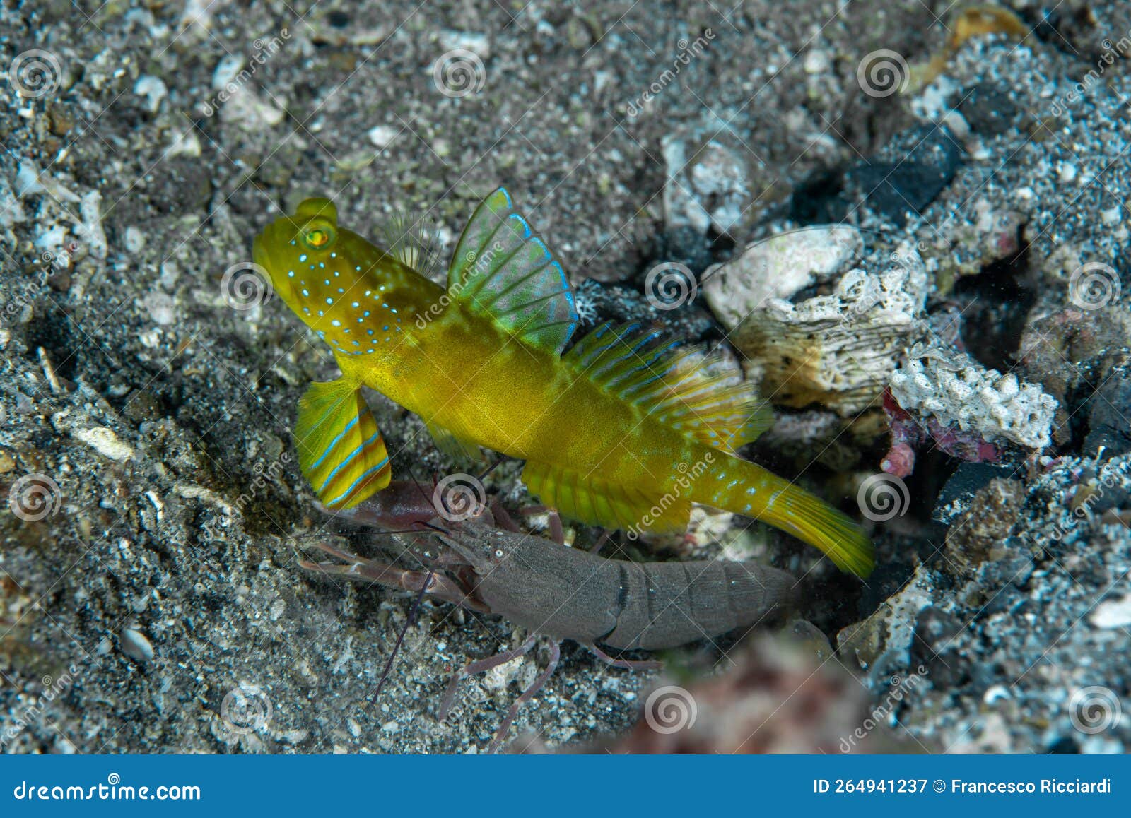 Ventral-barred Shrimpgoby Cryptocentrus Sericus Stock Image - Image of ...