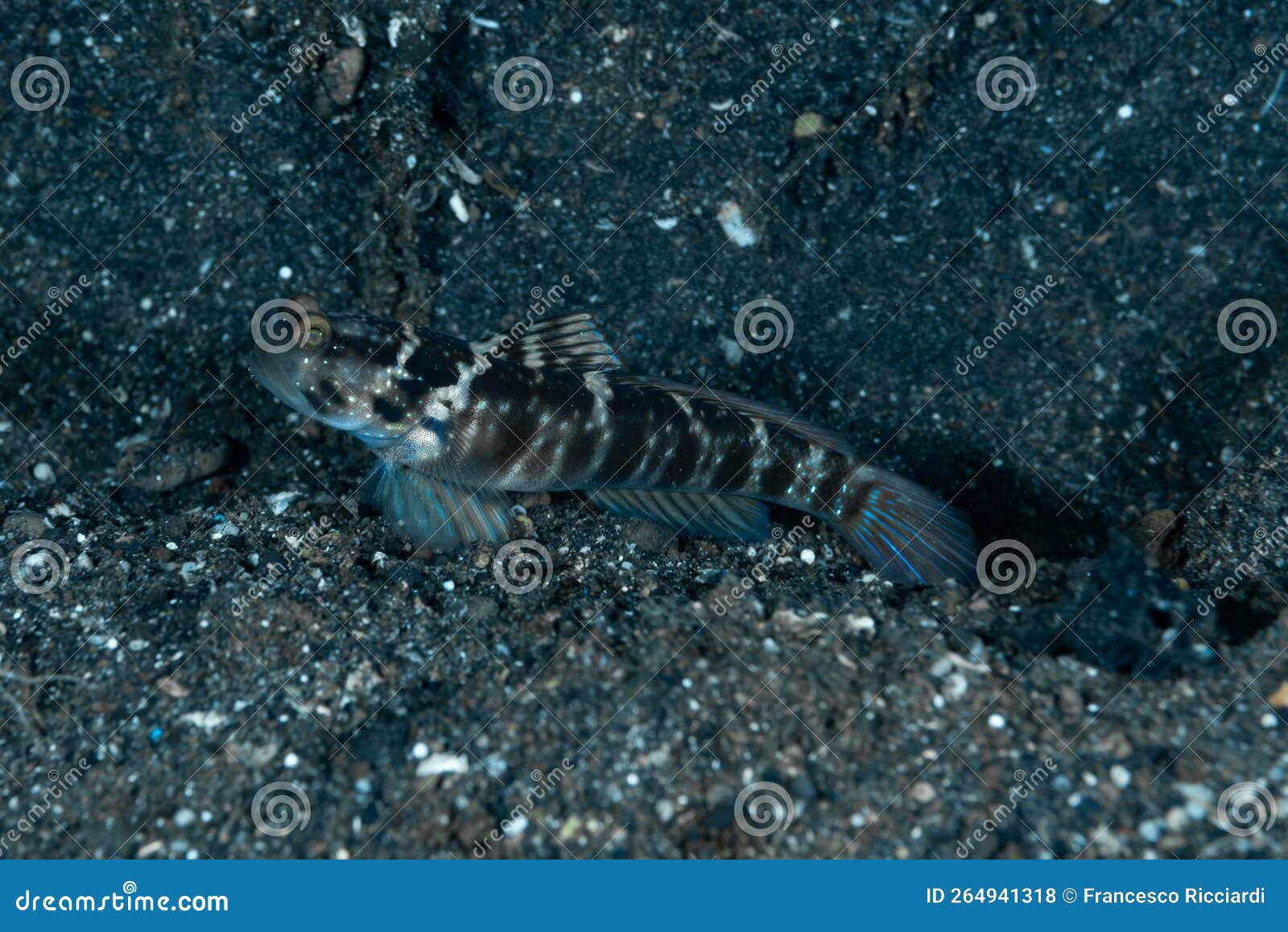 Ventral-barred Shrimpgoby Cryptocentrus Sericus Stock Photo - Image of ...