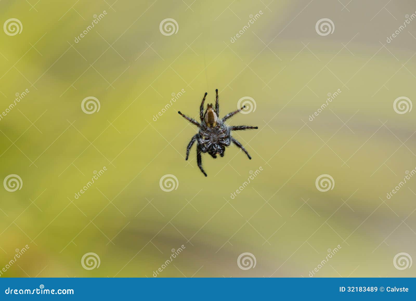 The Ventral Side of a Black and White Jumping Spid Stock Image - Image ...
