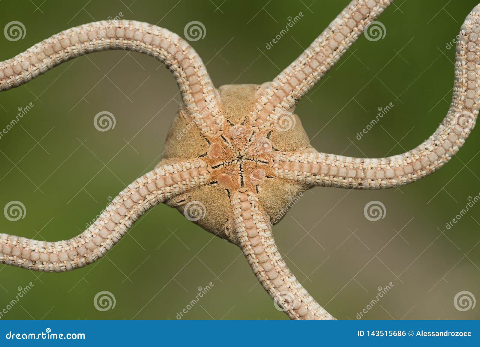 Ventral Side of a Brittle Starfish Stock Photo - Image of ophiuroidea ...