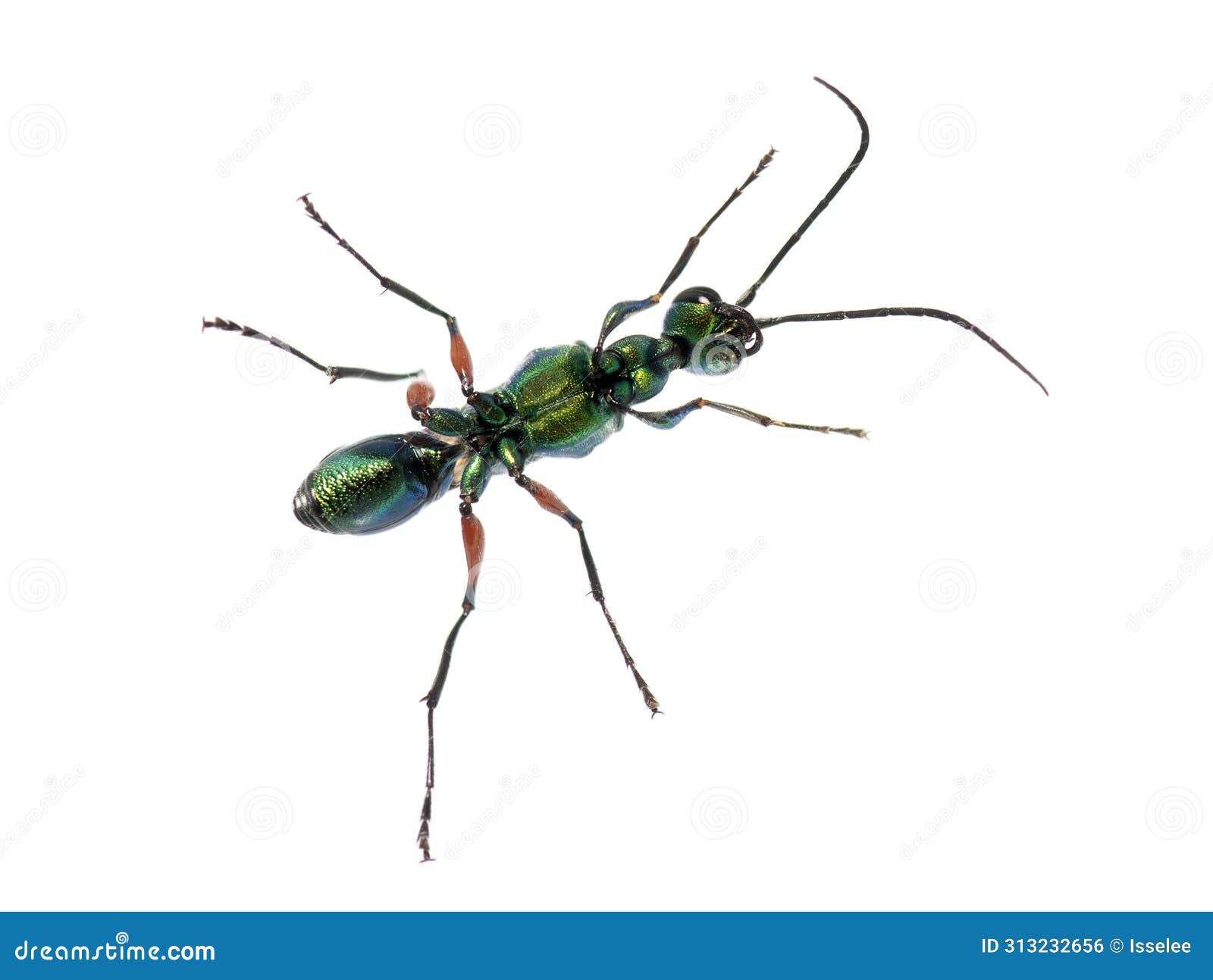 Ventral Side Of A Emerald Cockroach Wasp, Ampulex Compressa, Isolated ...