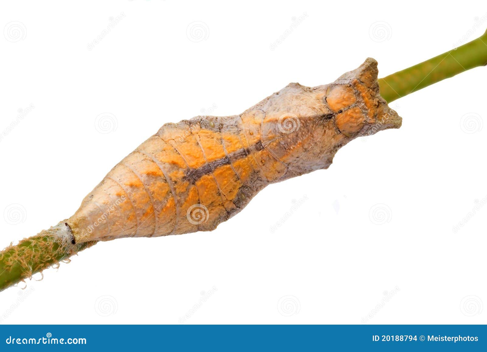 Ventral Swallowtail Butterfly Pupa Stock Photo - Image of butterfly ...