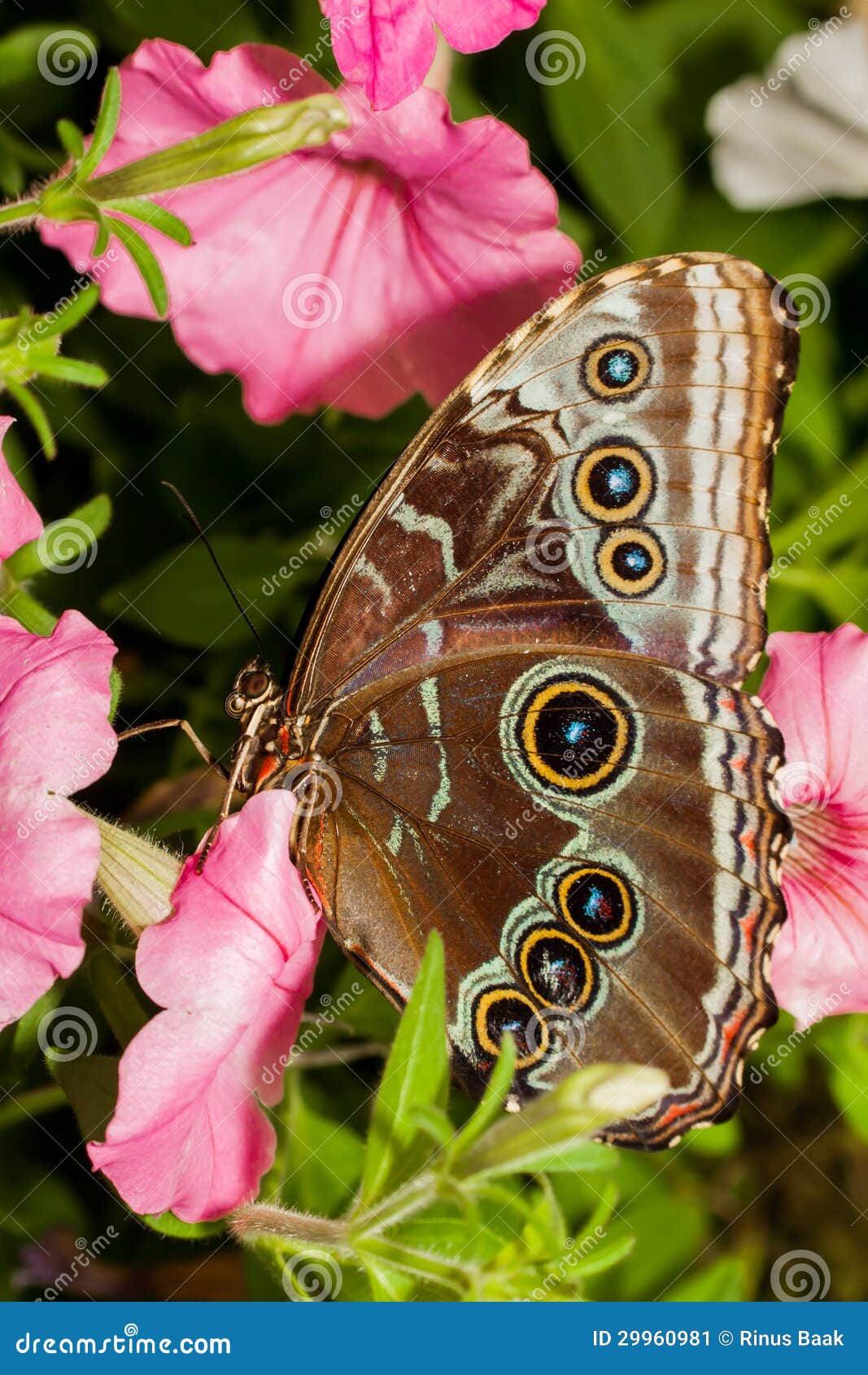 Bllue Morpho Butterfly stock image. Image of butterfly - 29960981