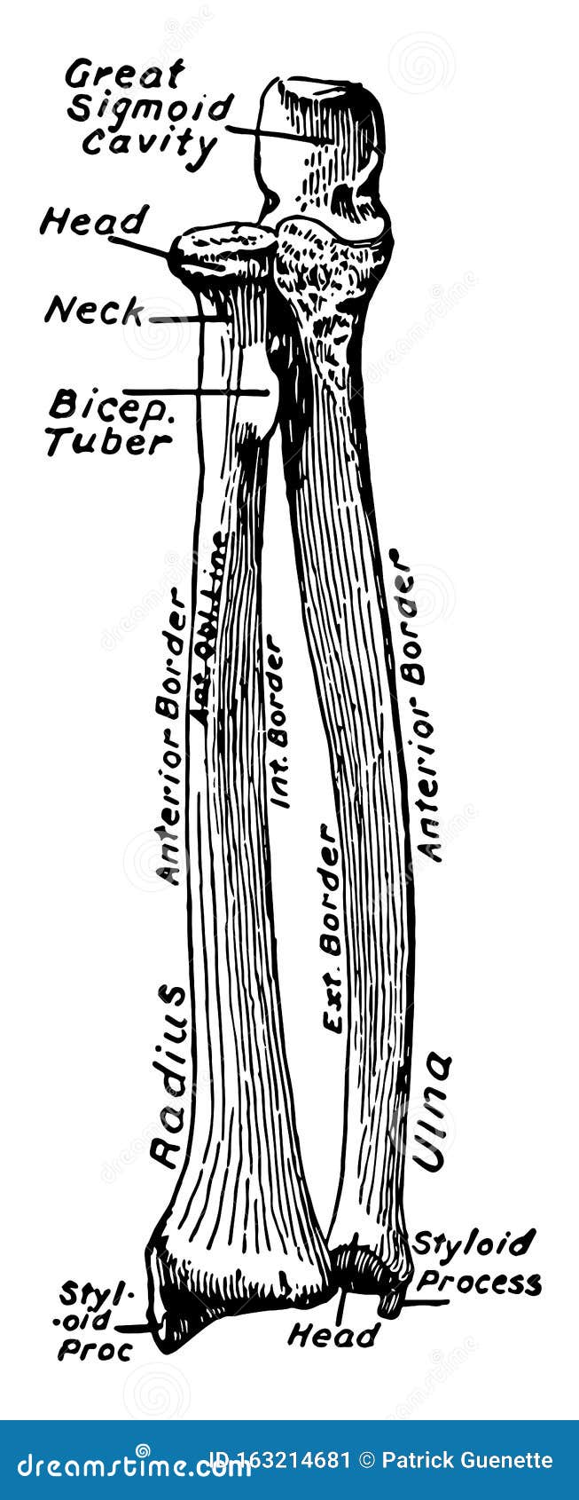 Ventral View Of Gastrochaena, Vintage Illustration | CartoonDealer.com ...