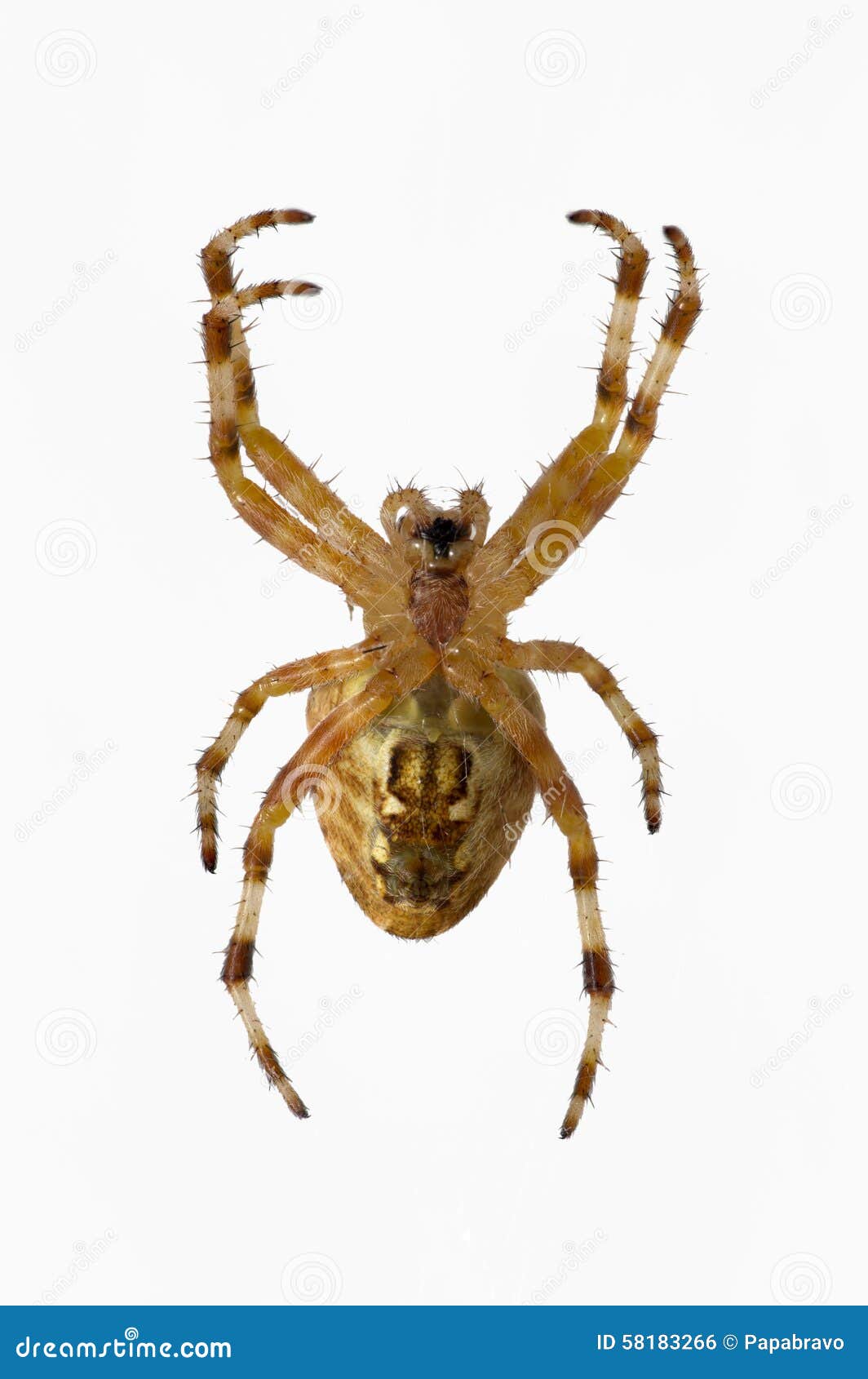 Ventral View of Isolated Wild Spider Stock Photo - Image of insect ...