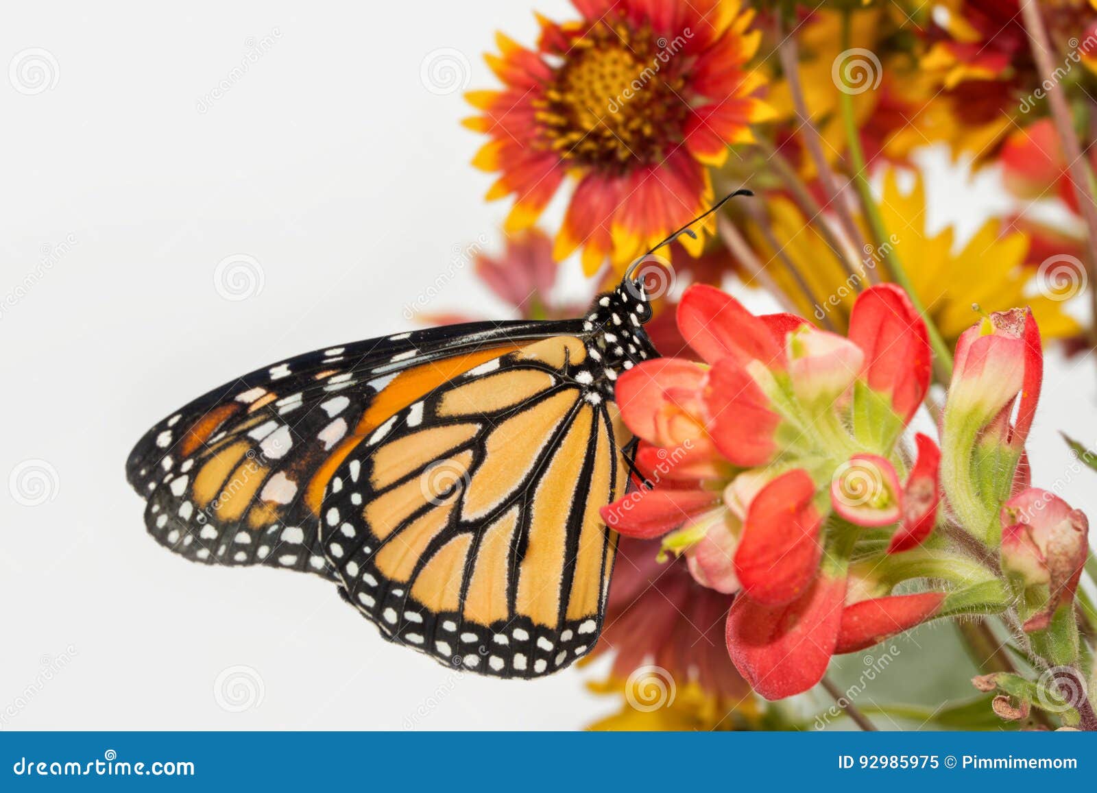 Ventral View of a Male Monarch on Red Flowers Stock Image - Image of ...