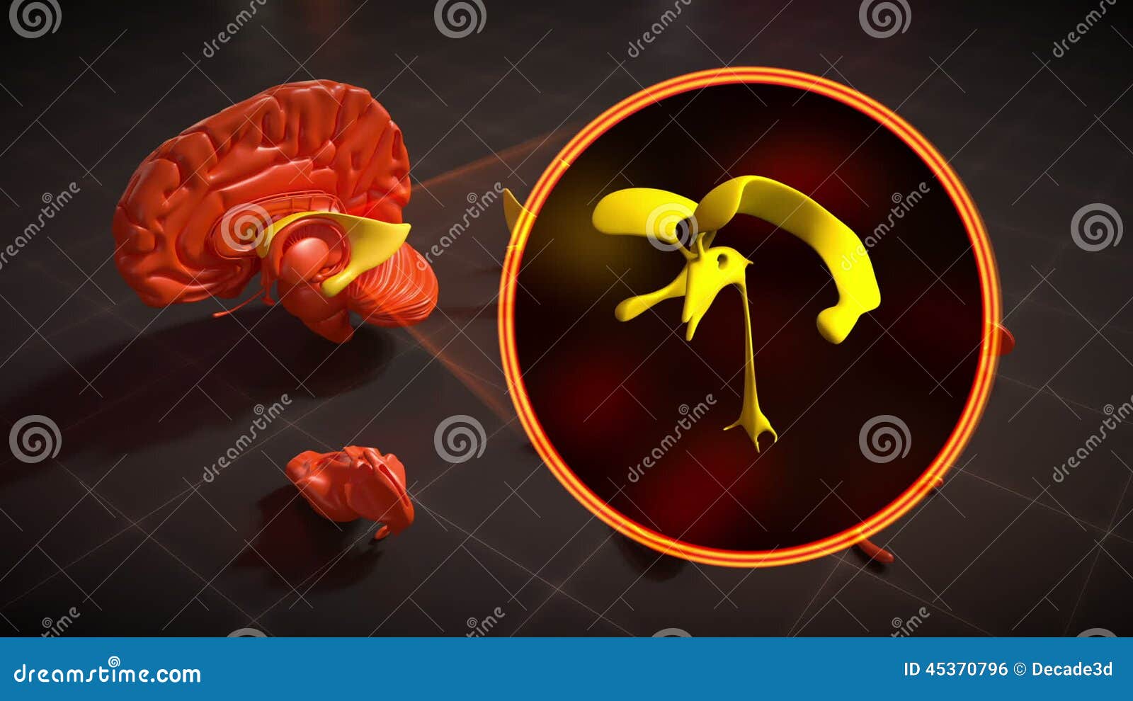 Ventricles Cartoons, Illustrations & Vector Stock Images - 1481 ...