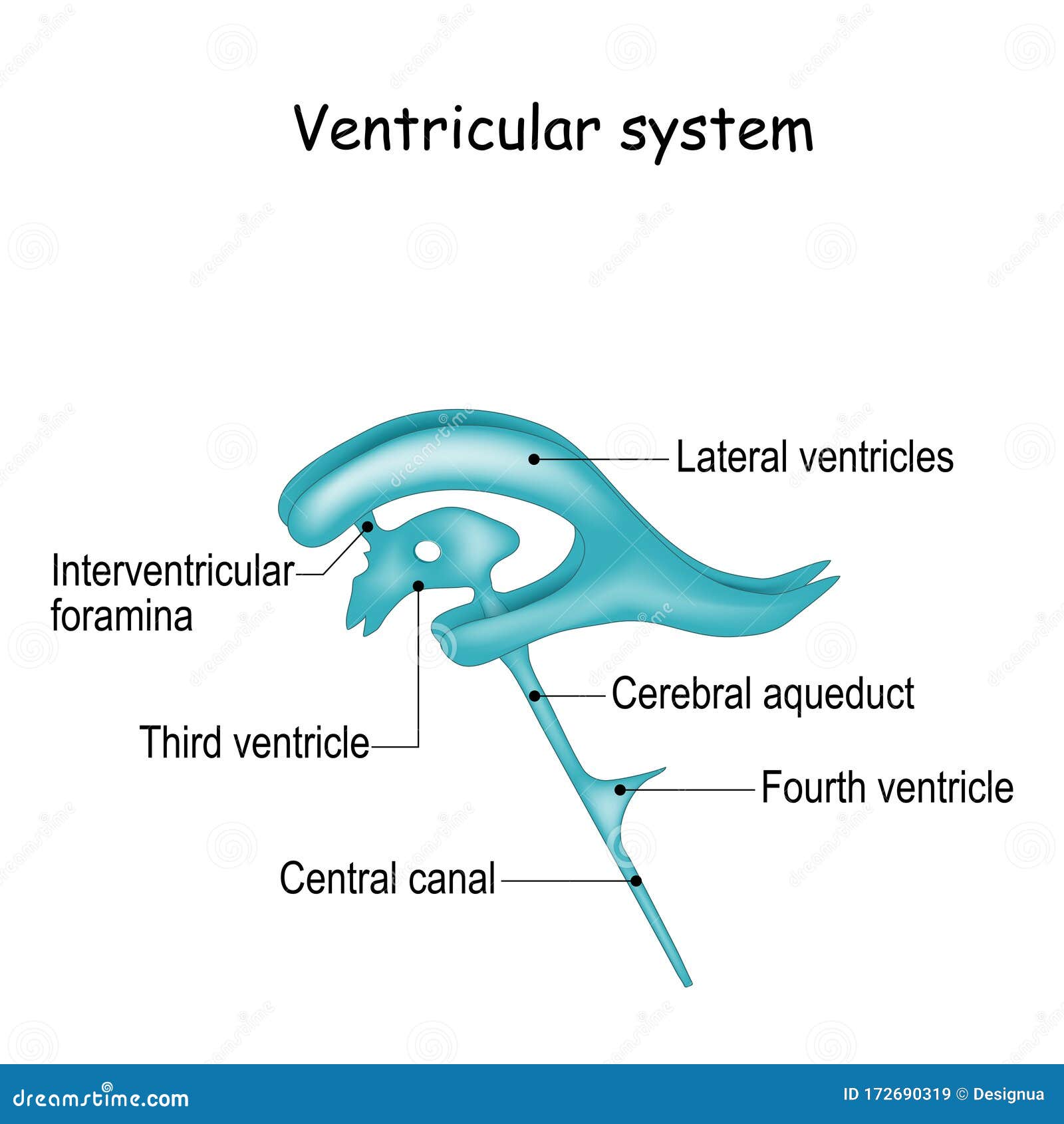 Cerebrospinal Fluid and Ventricular System Stock Vector - Illustration ...