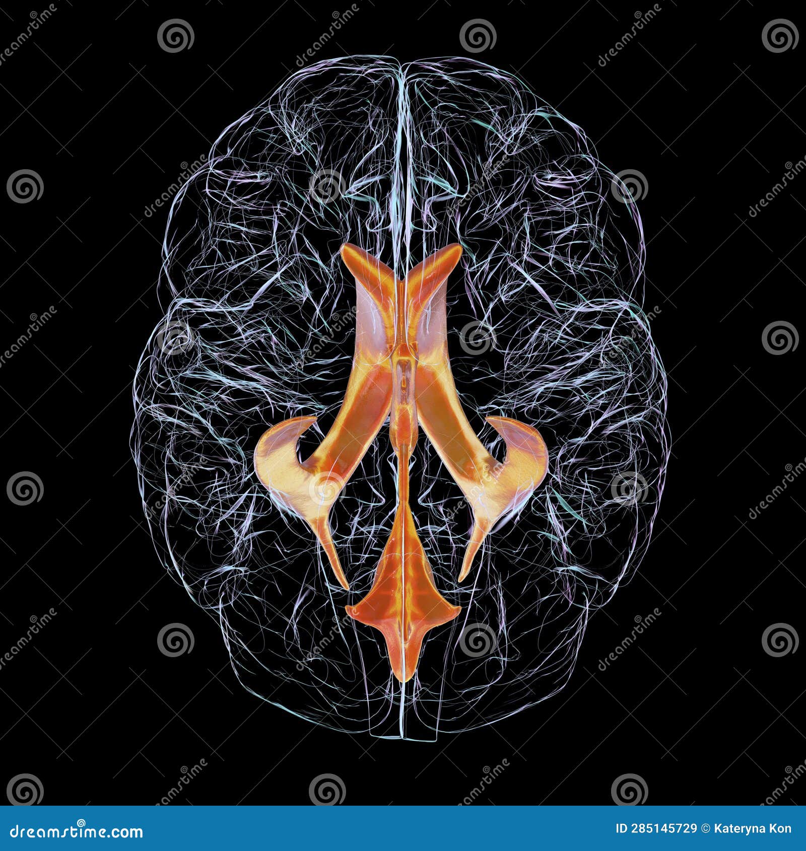 Ventricular System of Brain, 3D Illustration Stock Illustration ...