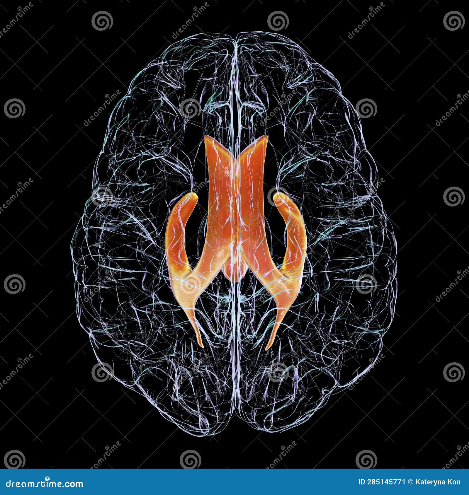 Ventricular System of Brain, 3D Illustration Stock Illustration ...