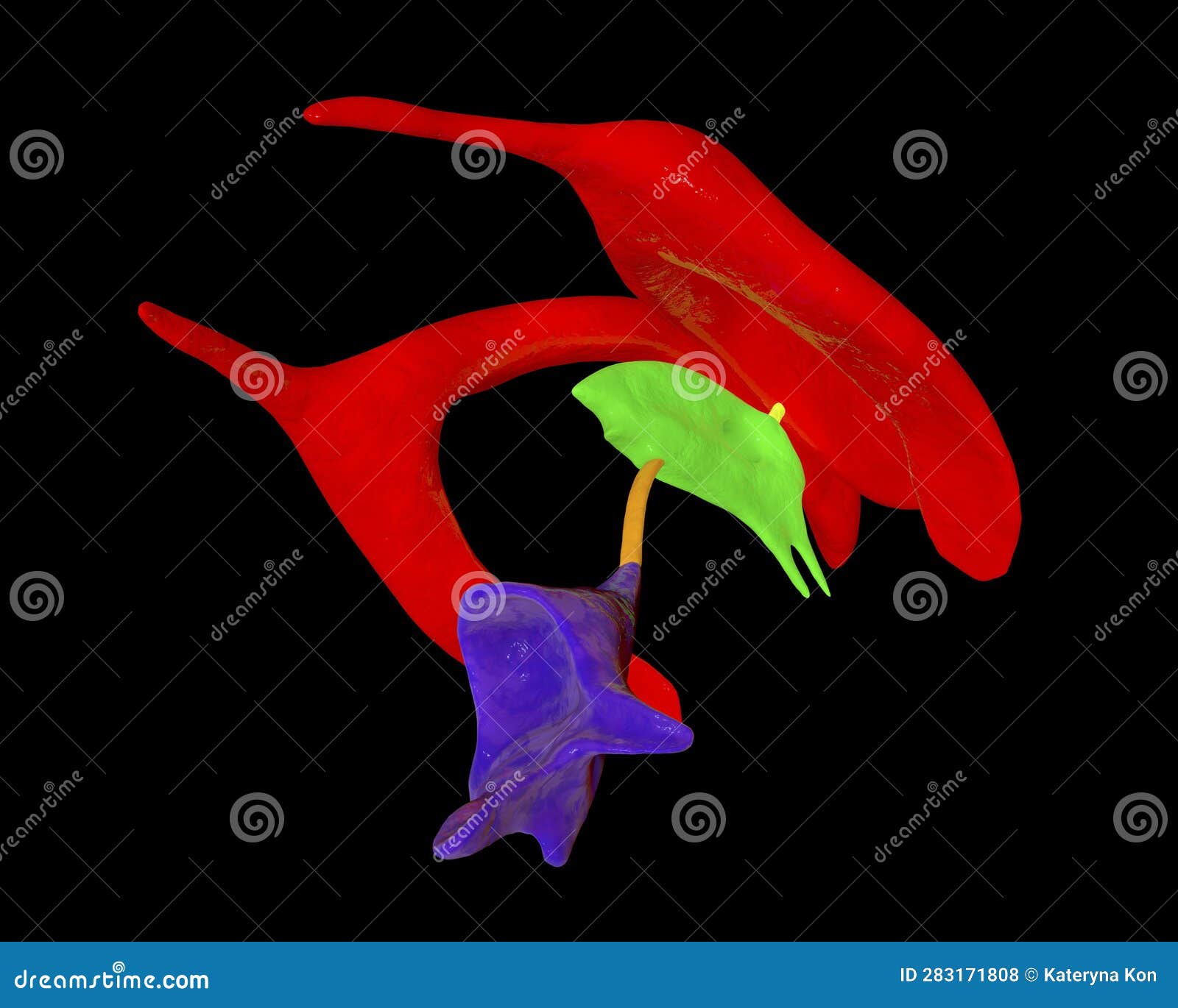 Ventricular System Of Brain, 3D Illustration | CartoonDealer.com #283171801