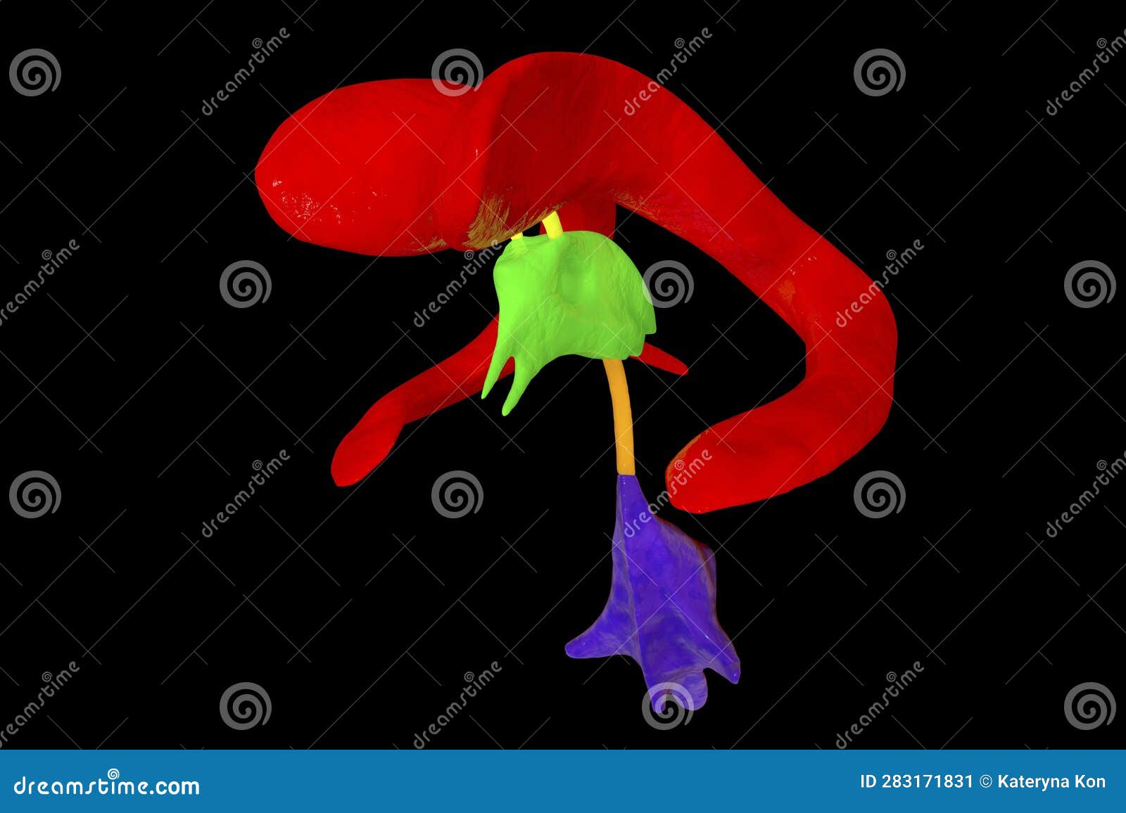 Ventricular System of Brain, 3D Illustration Stock Illustration ...