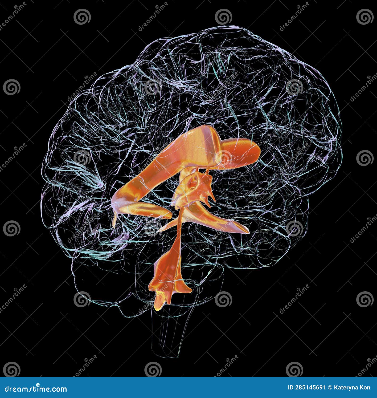 Ventricular System of Brain, 3D Illustration Stock Illustration ...