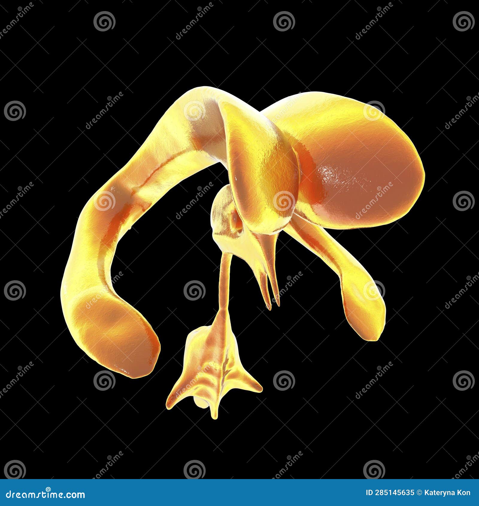 Ventricular System Of Brain, 3D Illustration | CartoonDealer.com #285145635