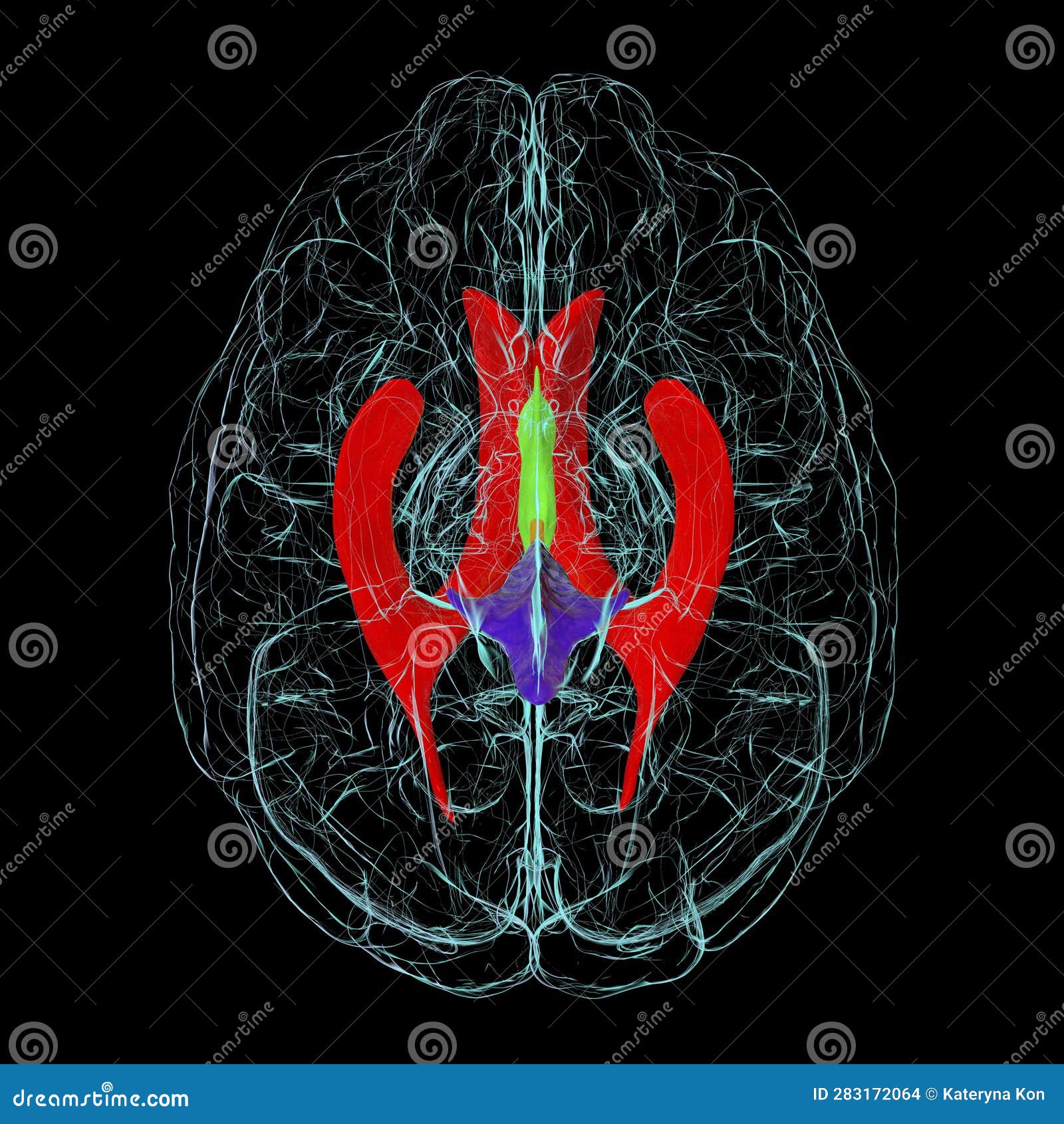 Ventricular System of Brain, 3D Illustration Stock Illustration ...