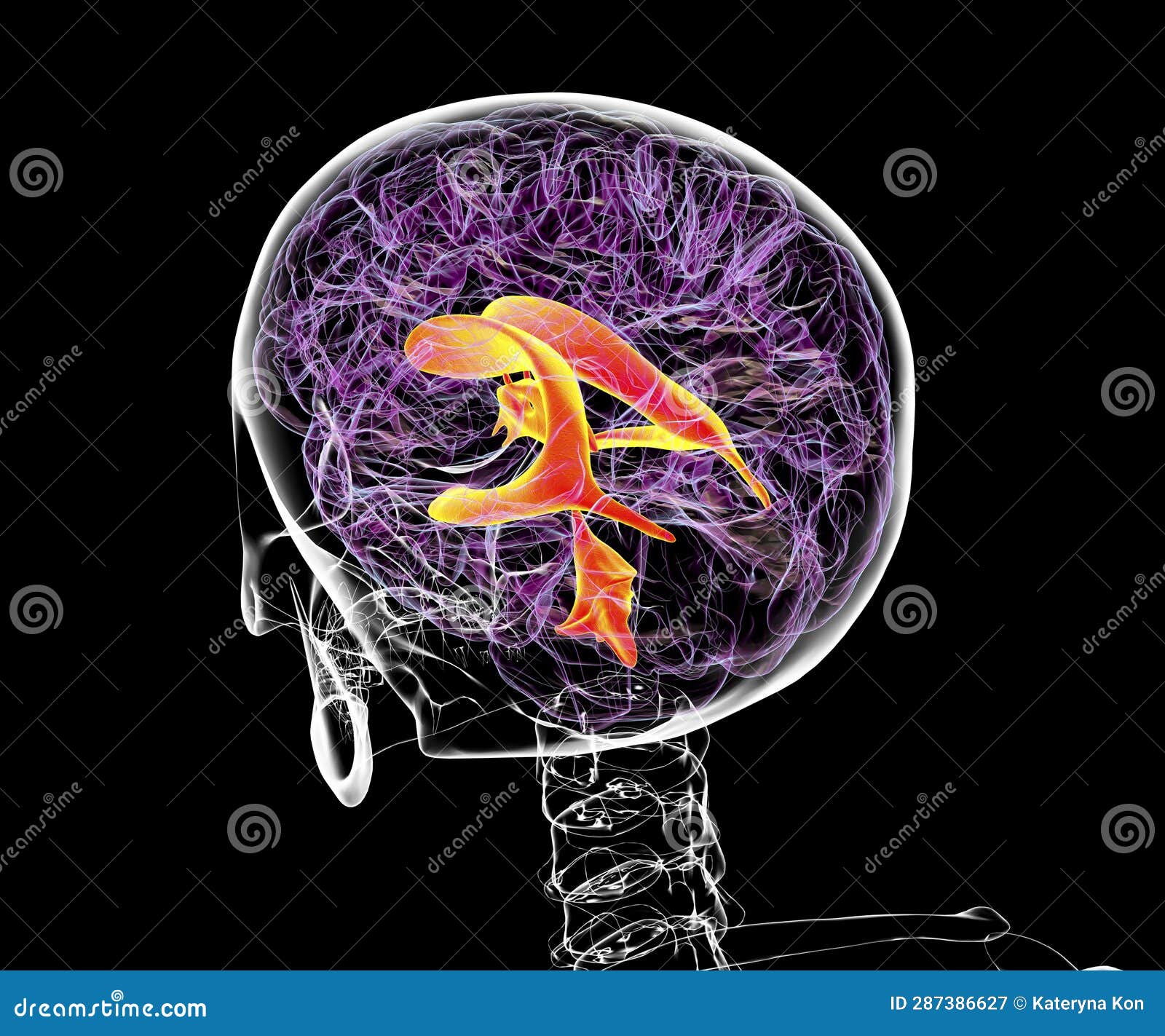 Ventricular System of the Brain, 3D Illustration Stock Illustration ...