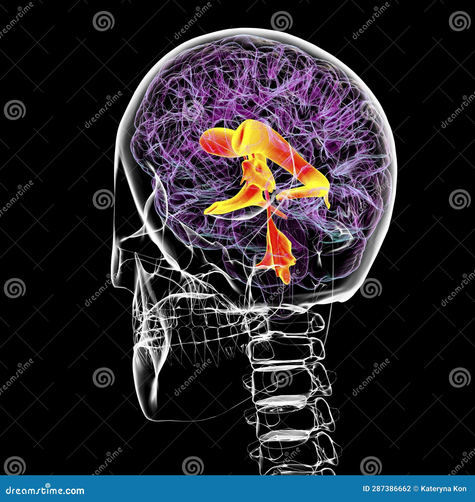Ventricular System of the Brain, 3D Illustration Stock Illustration ...
