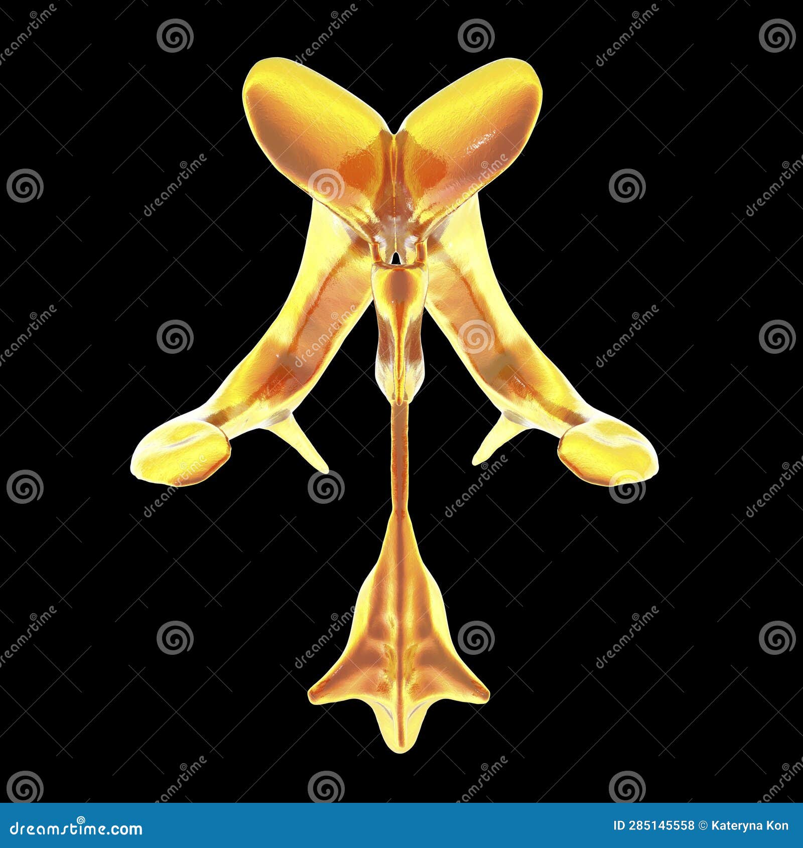 Ventricular System of Brain, 3D Illustration Stock Illustration ...