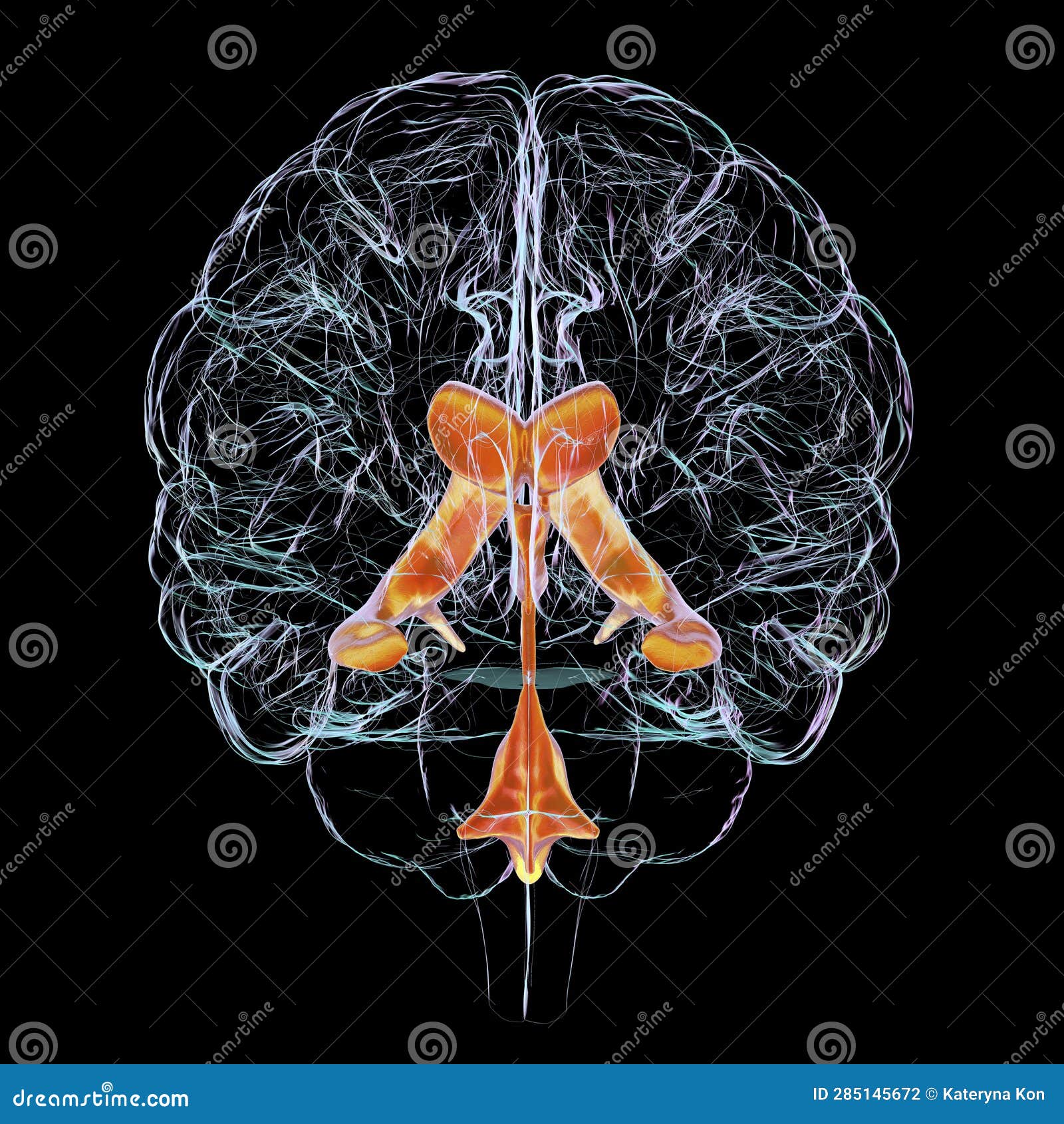 Ventricular System of Brain, 3D Illustration Stock Illustration ...