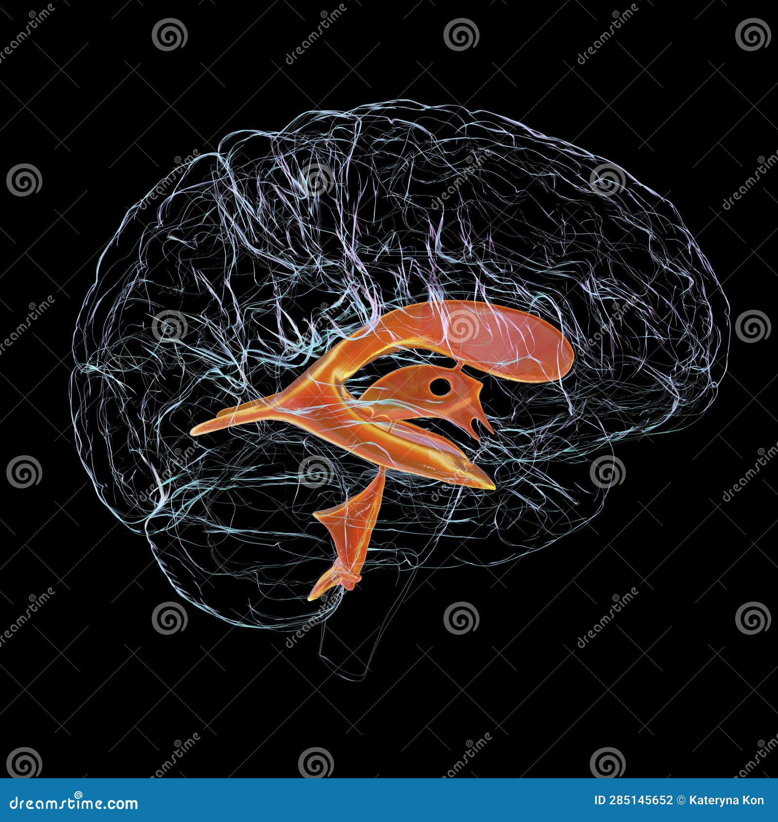 Ventricular System of Brain, 3D Illustration Stock Illustration ...