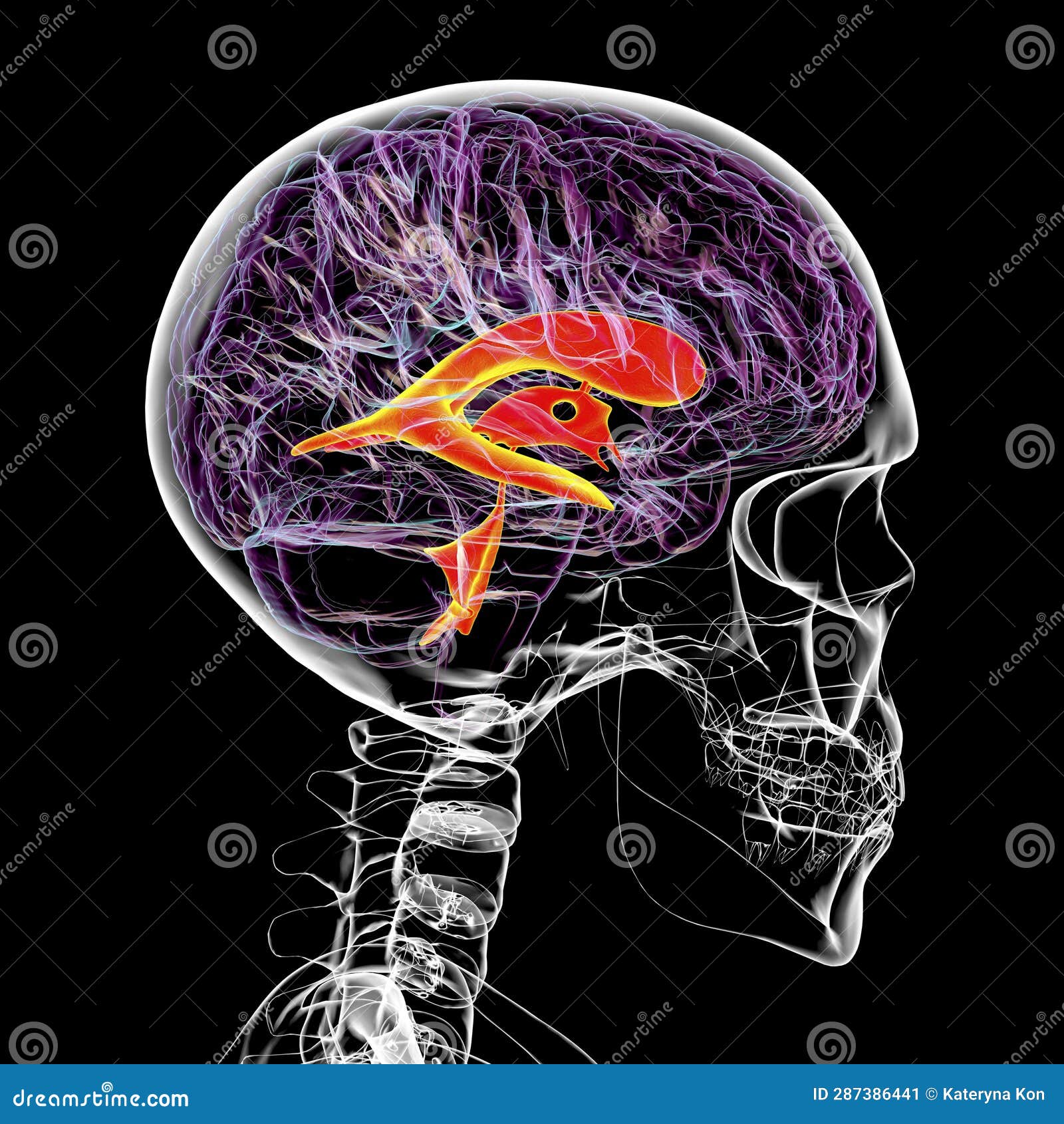 Ventricular System of the Brain, 3D Illustration Stock Illustration ...