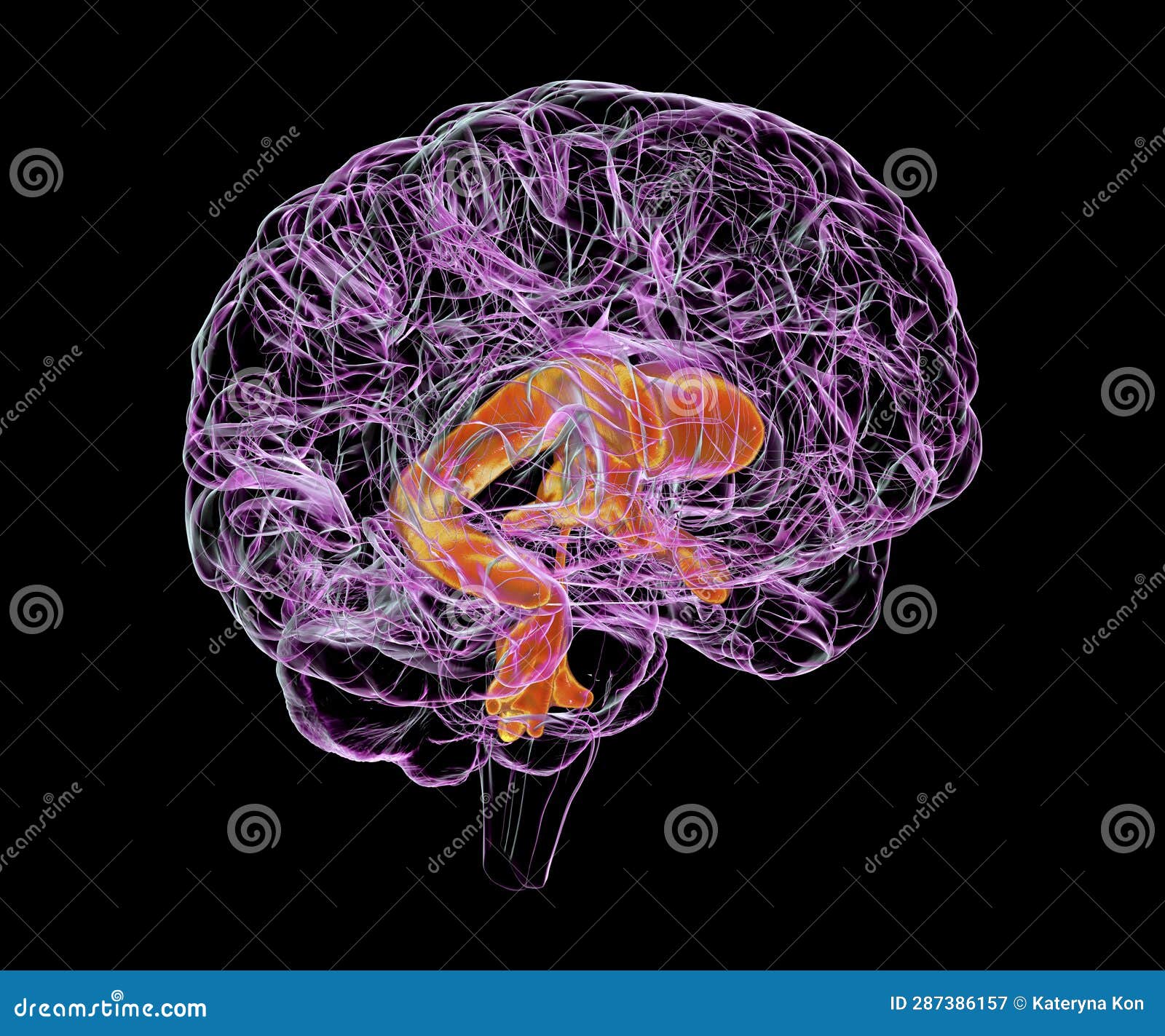 Ventricular System of the Child Brain, 3D Illustration Stock ...