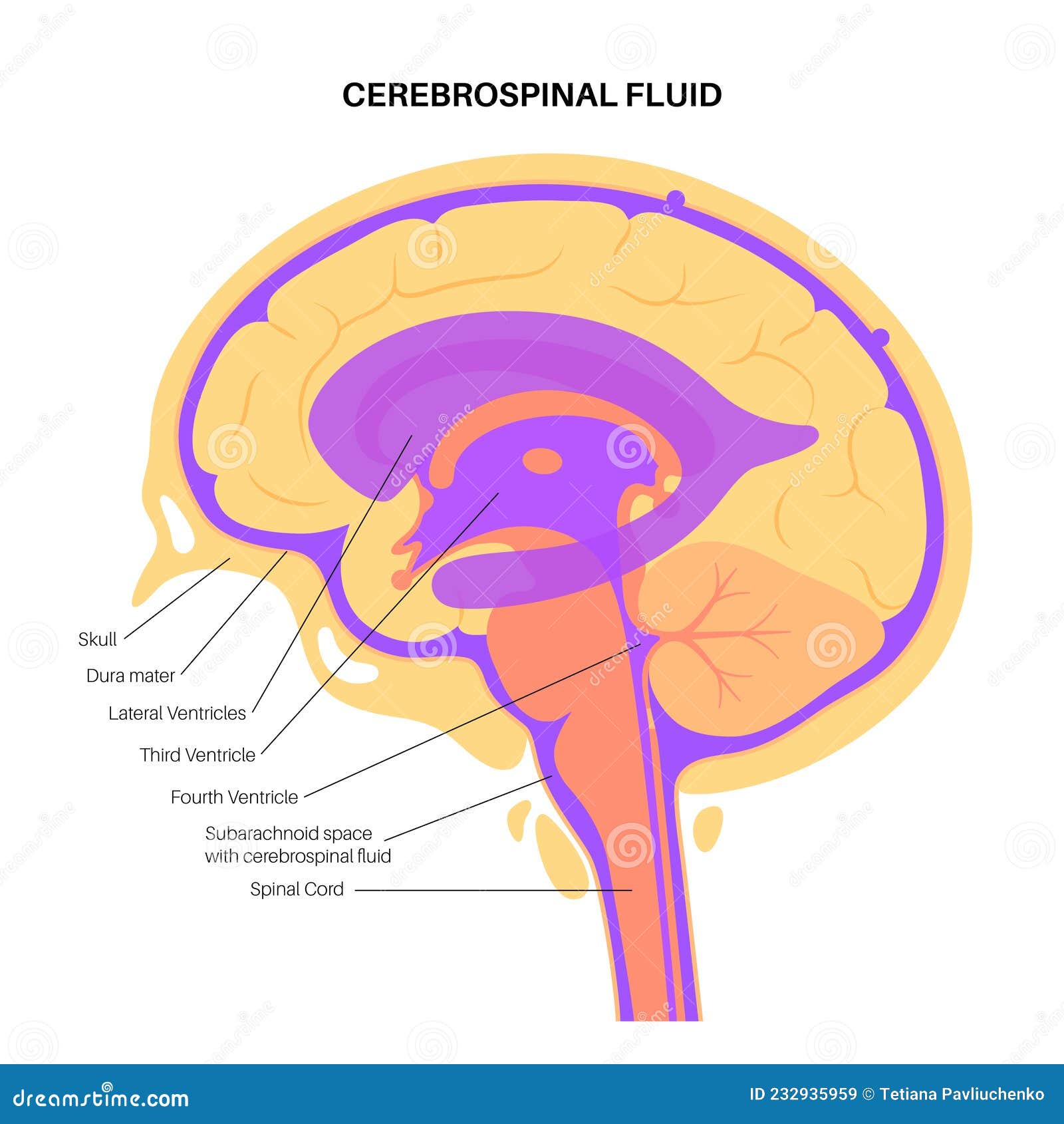 Ventricular system concept stock vector. Illustration of sinus - 232935959